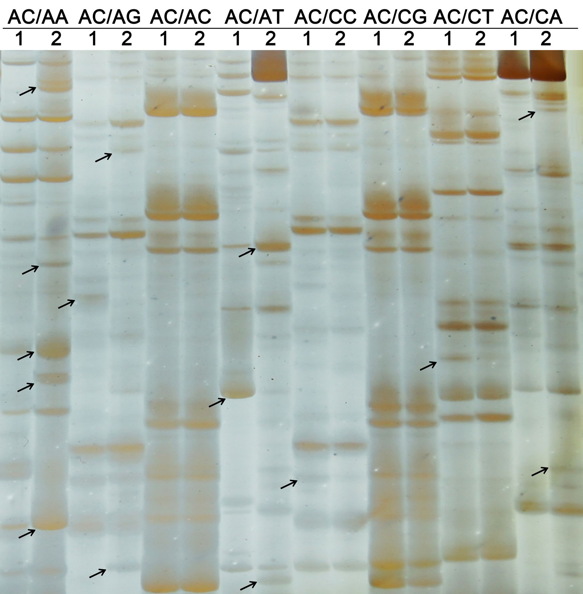 cDNA-AFLP analysis reveals altered gene expression profiles involved in ...