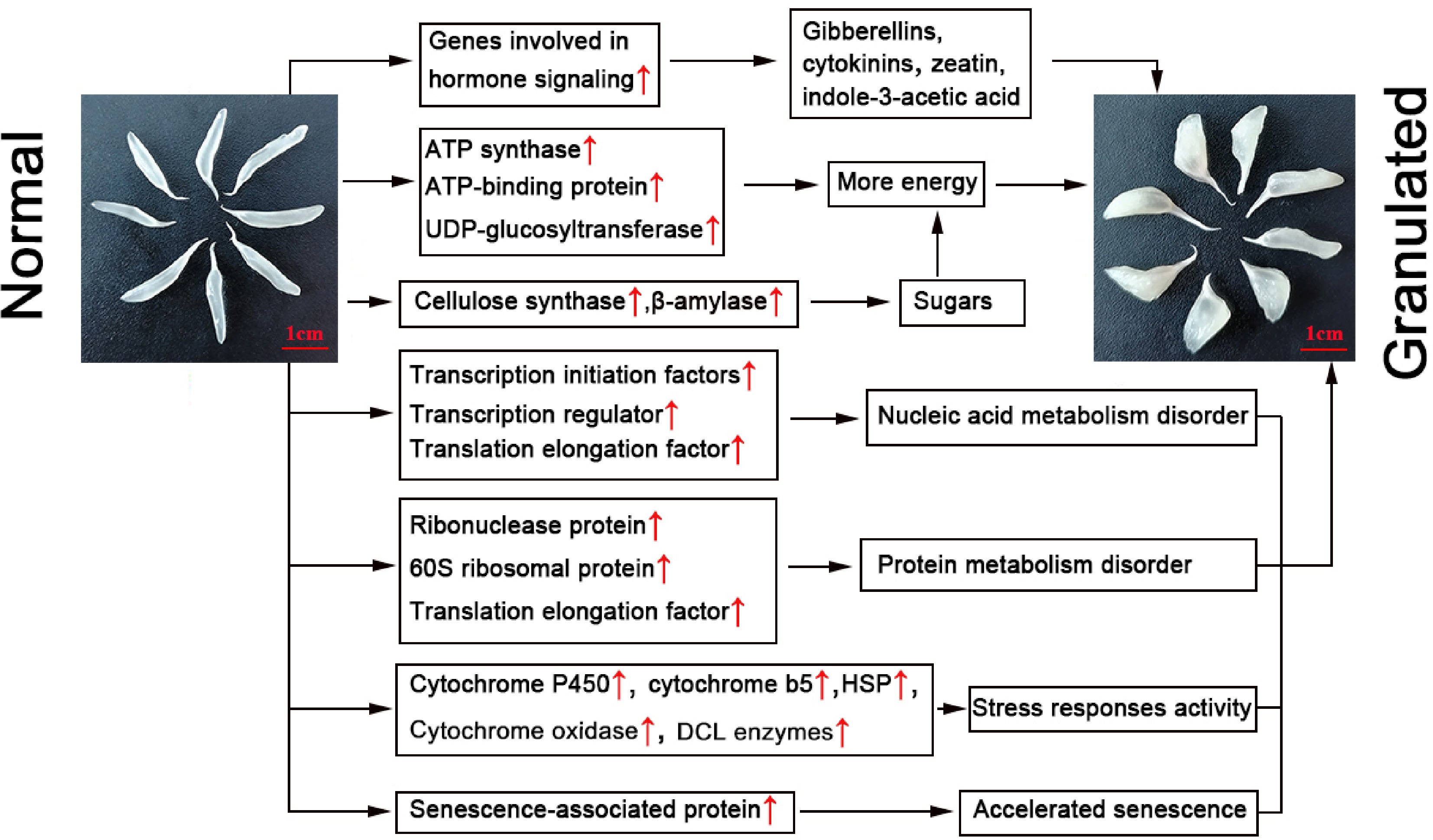 cDNA-AFLP analysis reveals altered gene expression profiles involved in ...