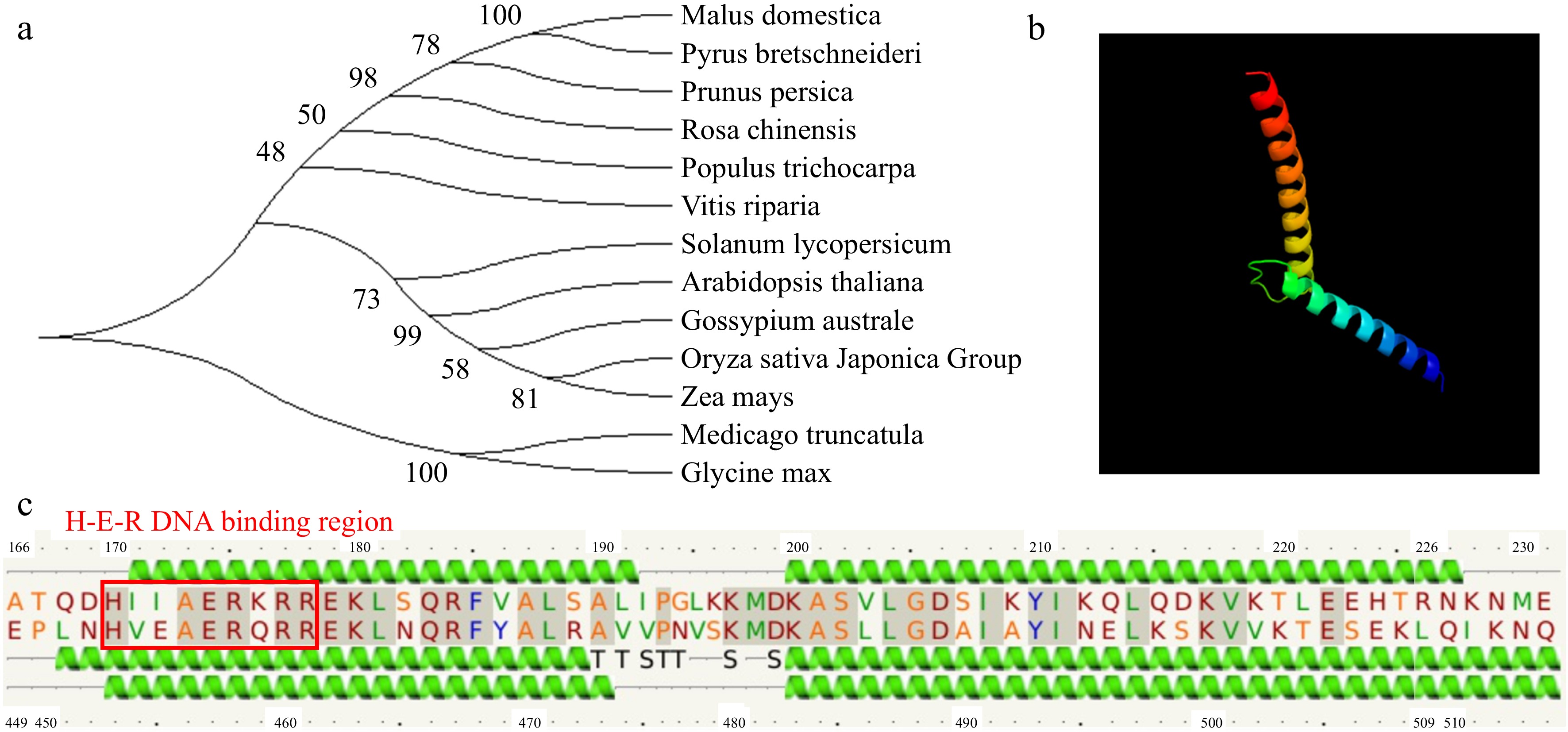 Functional identification of bHLH transcription factor MdSAT1 in the ...