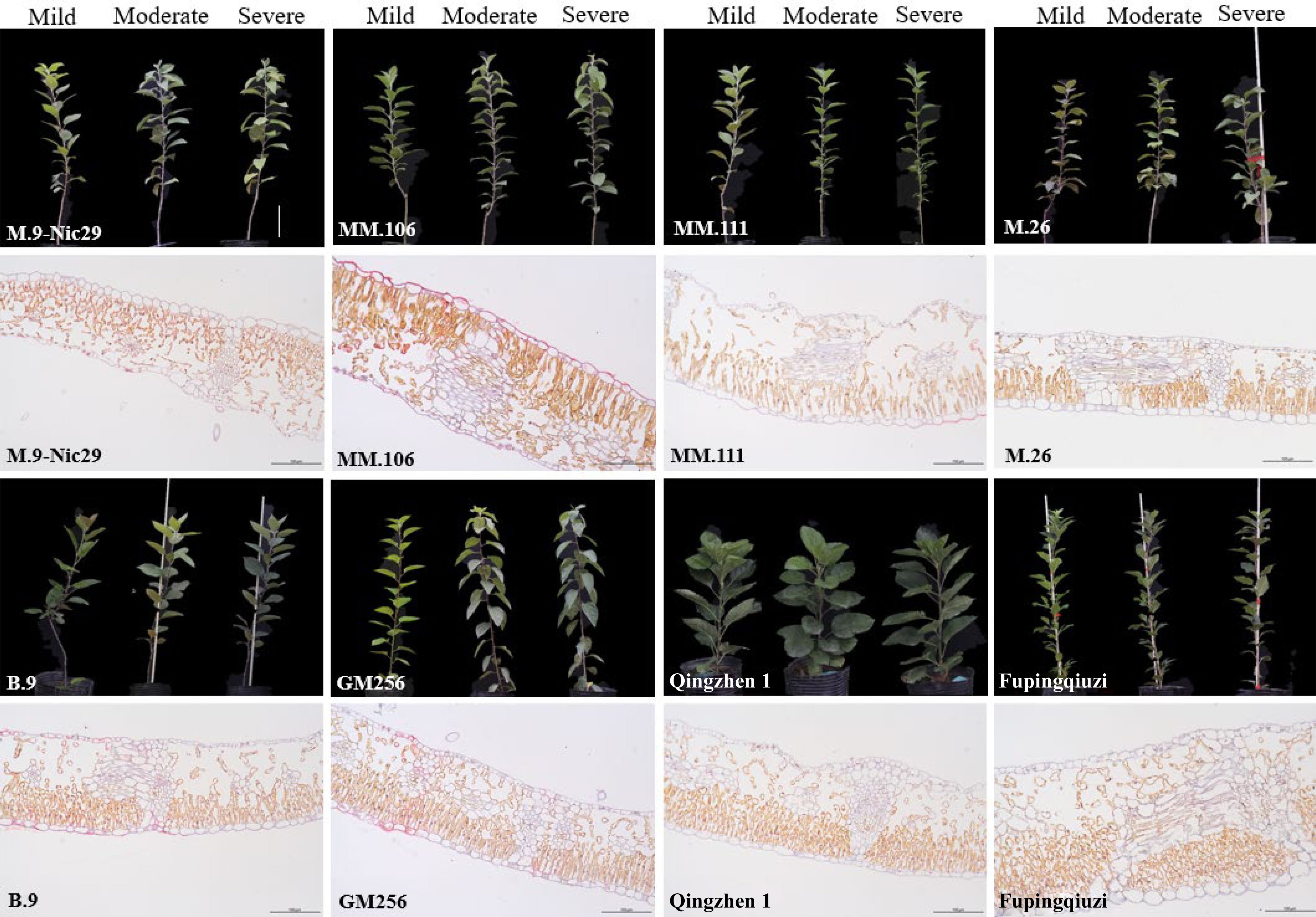 Comparison of leaf morphological, anatomical, and photosynthetic ...