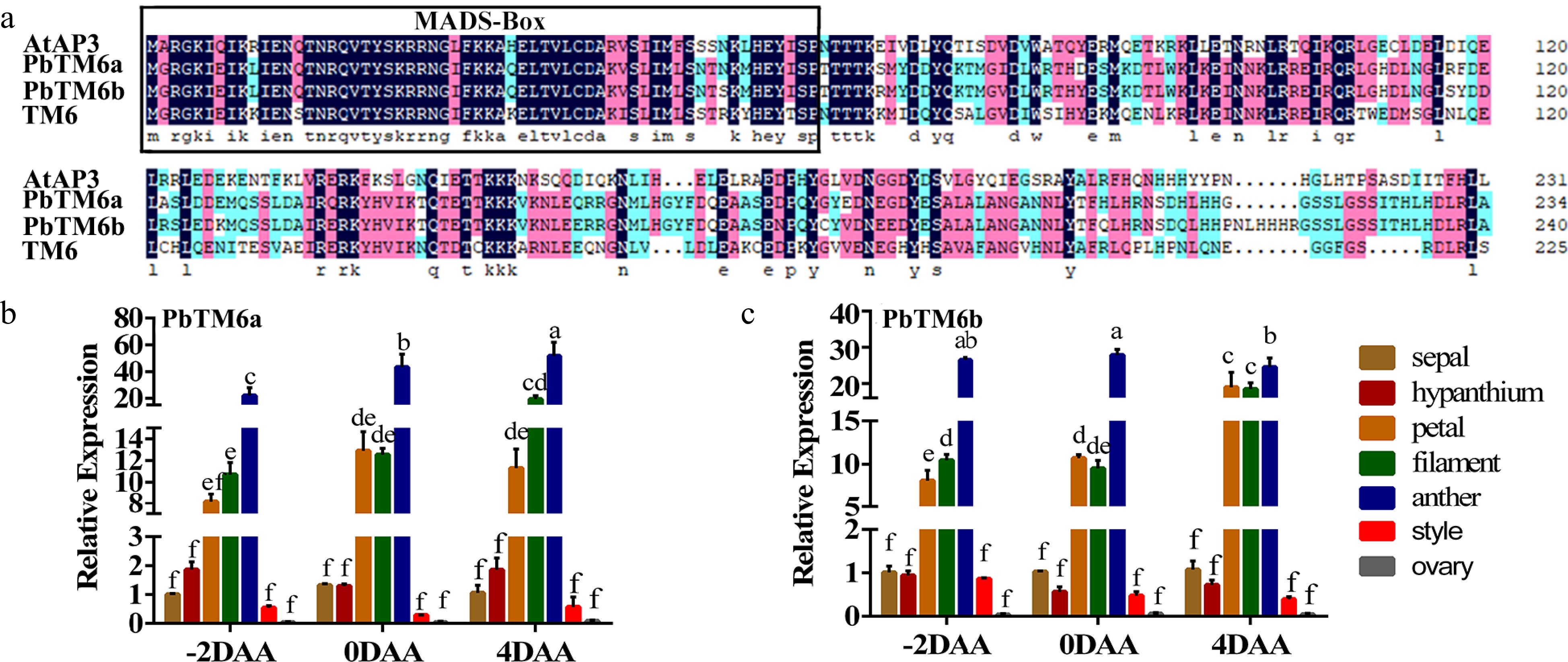 Overexpression of a pear B-class MADS-box gene in tomato causes male ...
