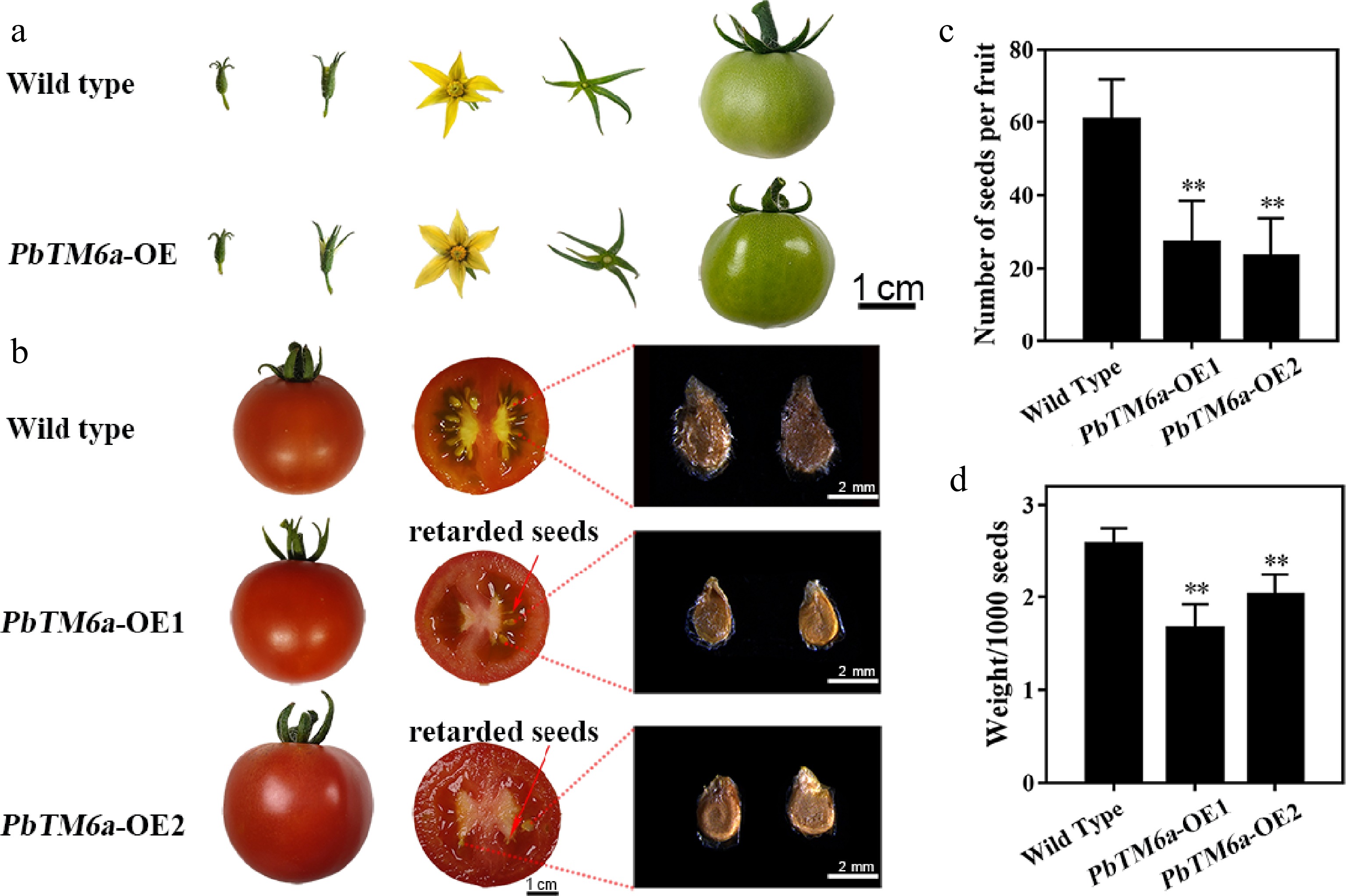 Overexpression of a pear B-class MADS-box gene in tomato causes male ...