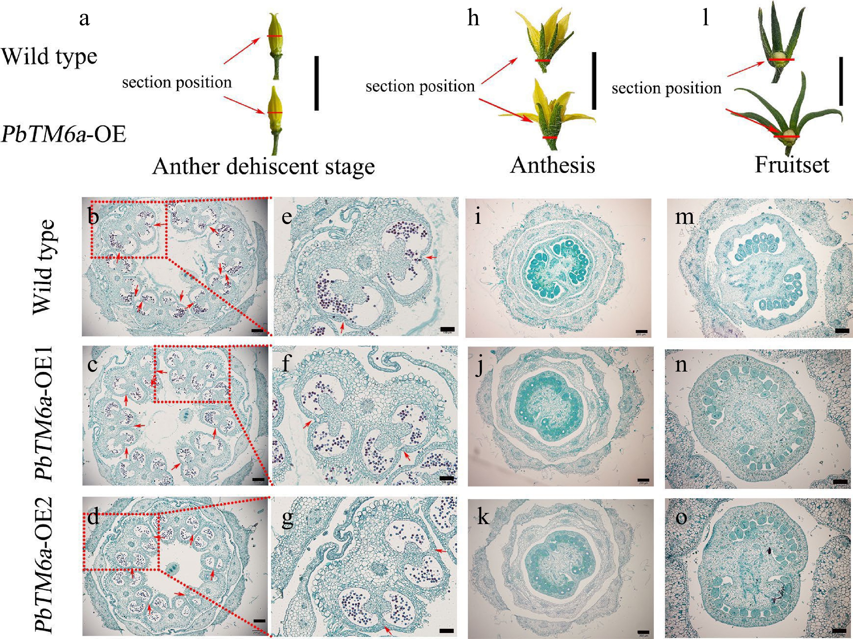 Overexpression of a pear B-class MADS-box gene in tomato causes male ...