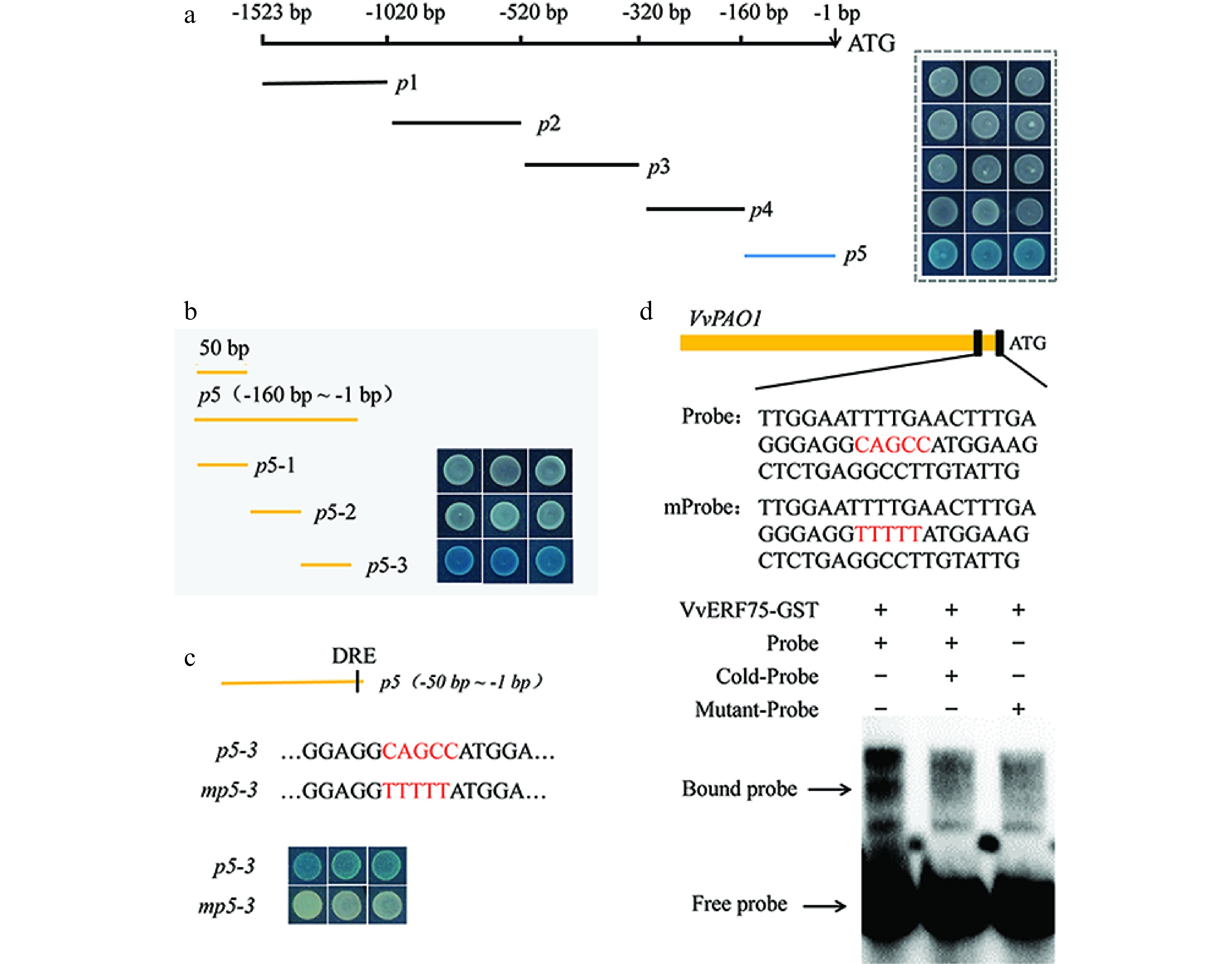 Ethylene accelerates grape ripening via increasing VvERF75 -induced ...