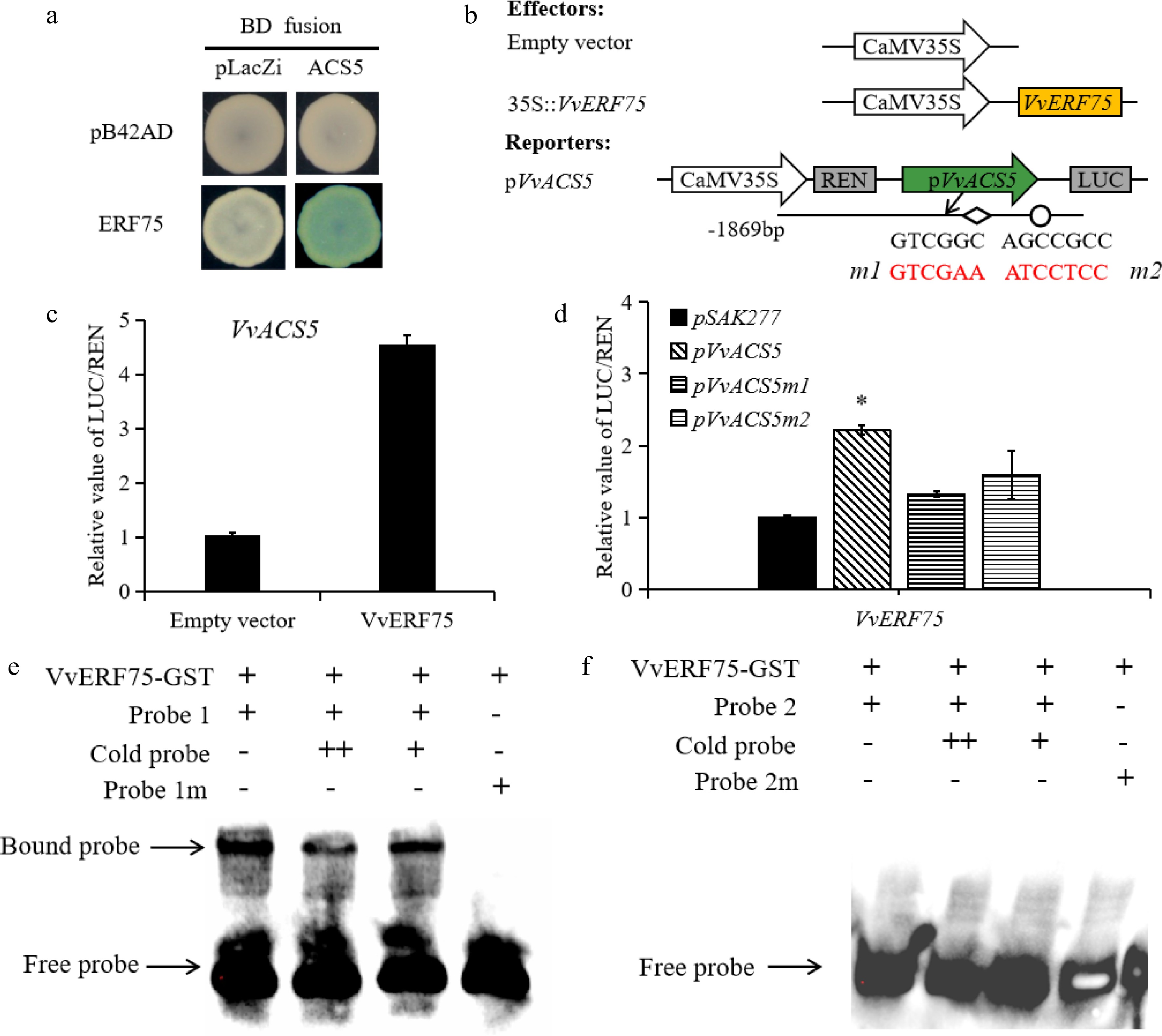 Ethylene accelerates grape ripening via increasing VvERF75 -induced ...