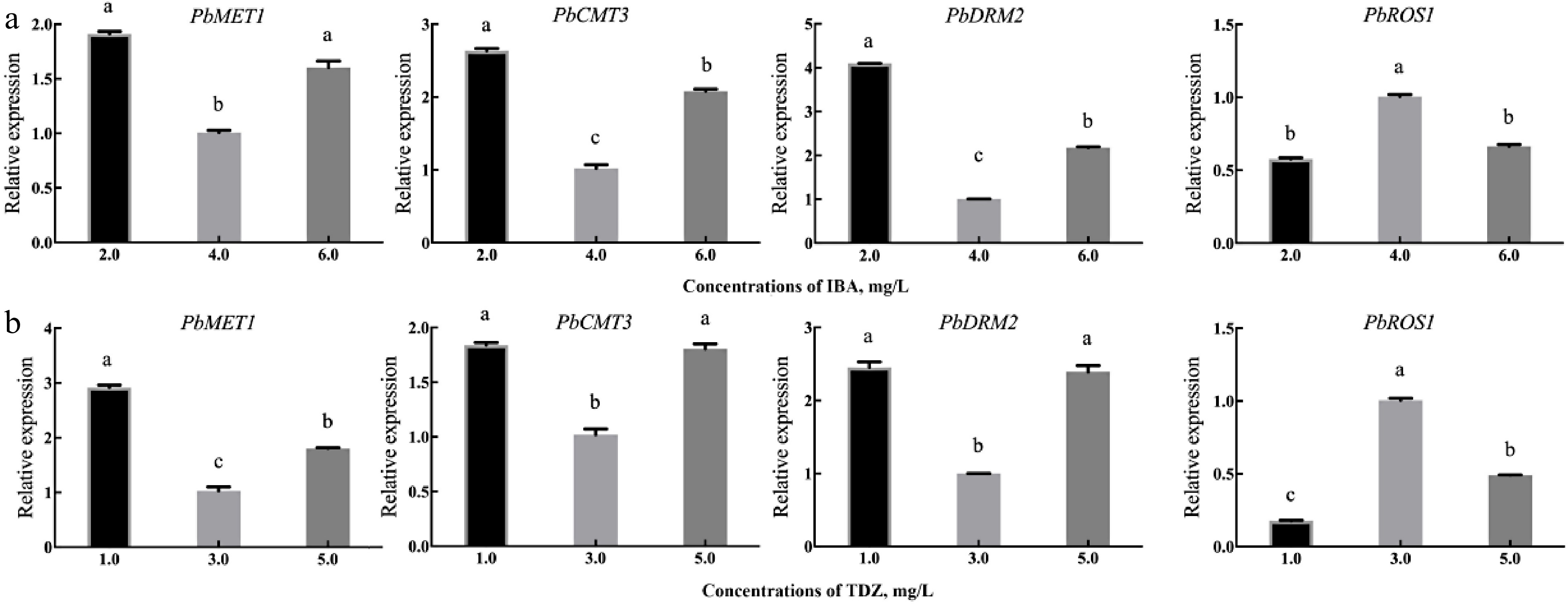 Effects of TDZ and IBA on DNA methylation during callus induction in ...