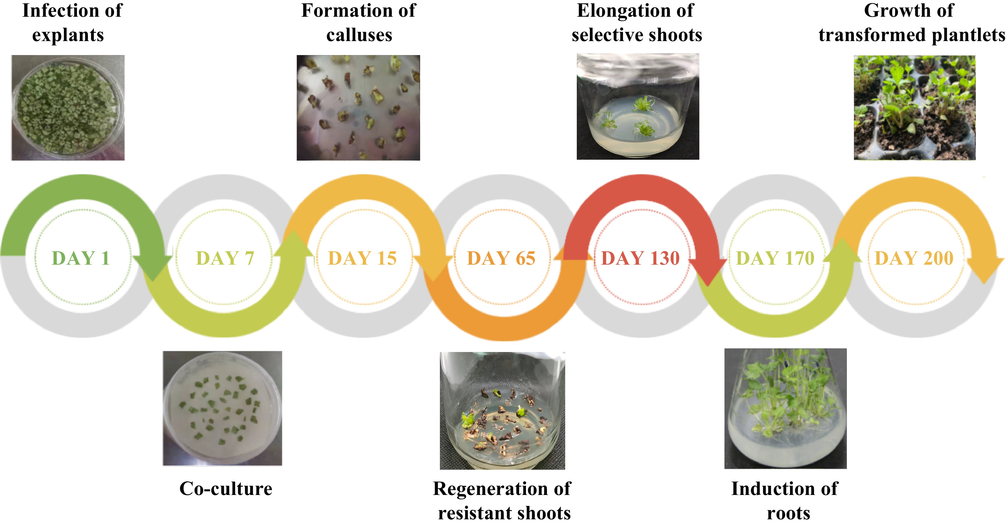 Establishing a high-efficiency in vitro regeneration system for ...