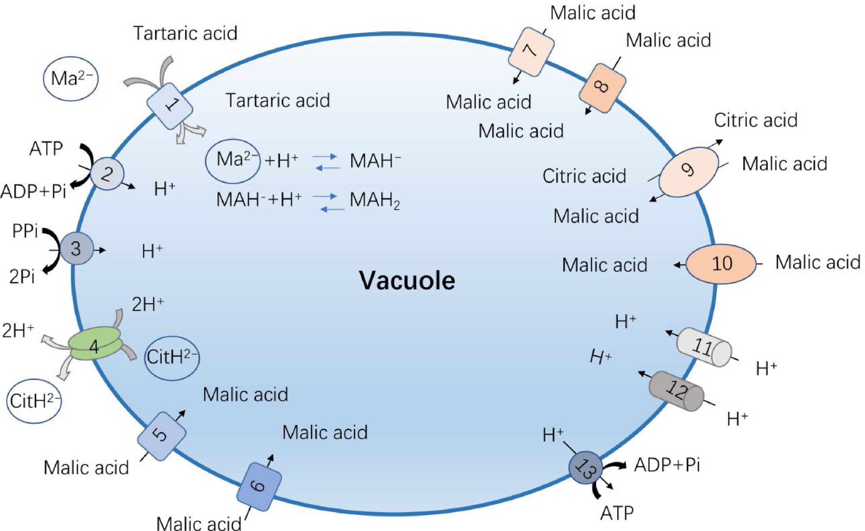 Vacuole a repository to control fruit flavor quality