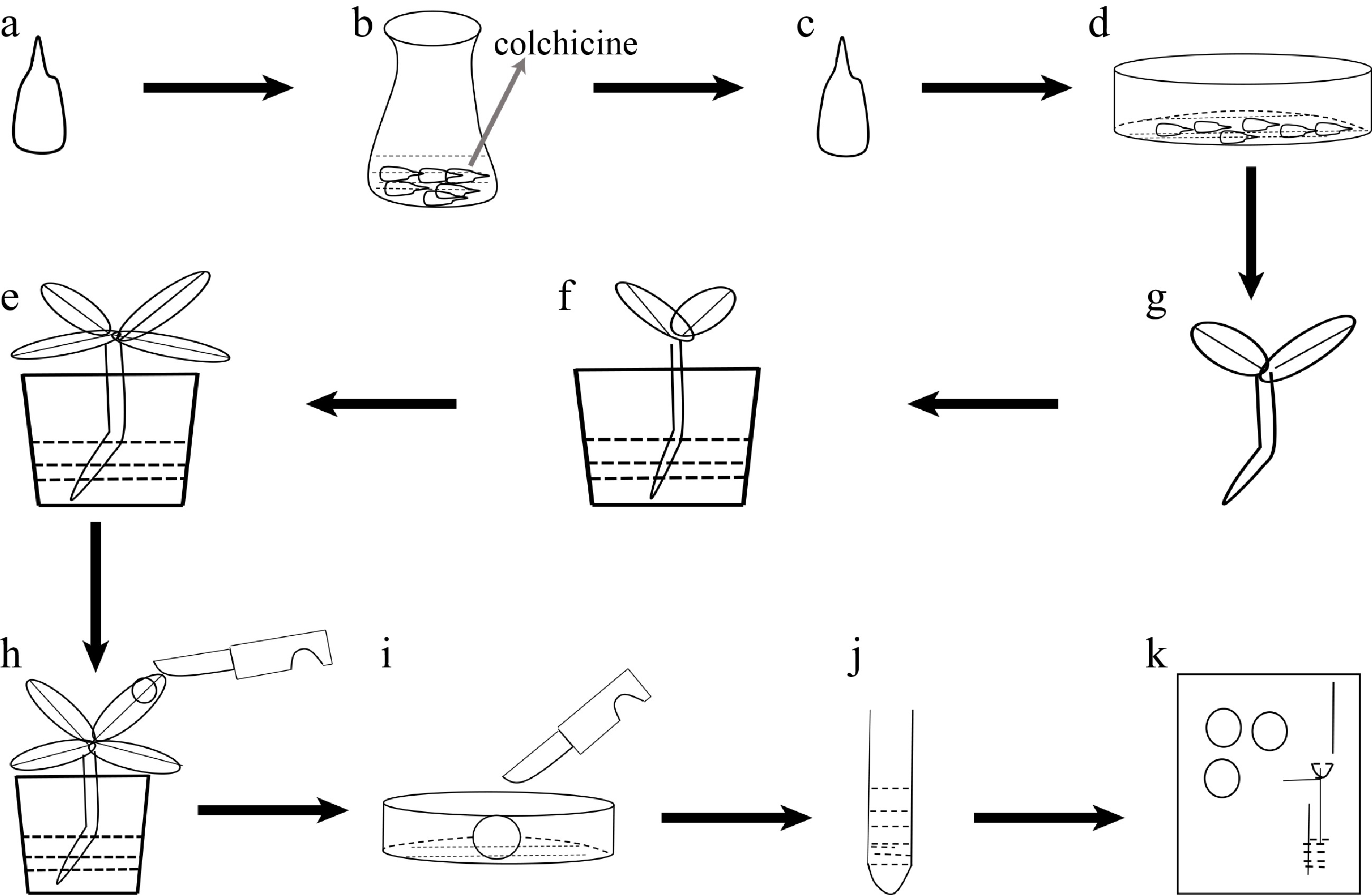 Induction and characterization of tetraploid pear from the seeds of ...