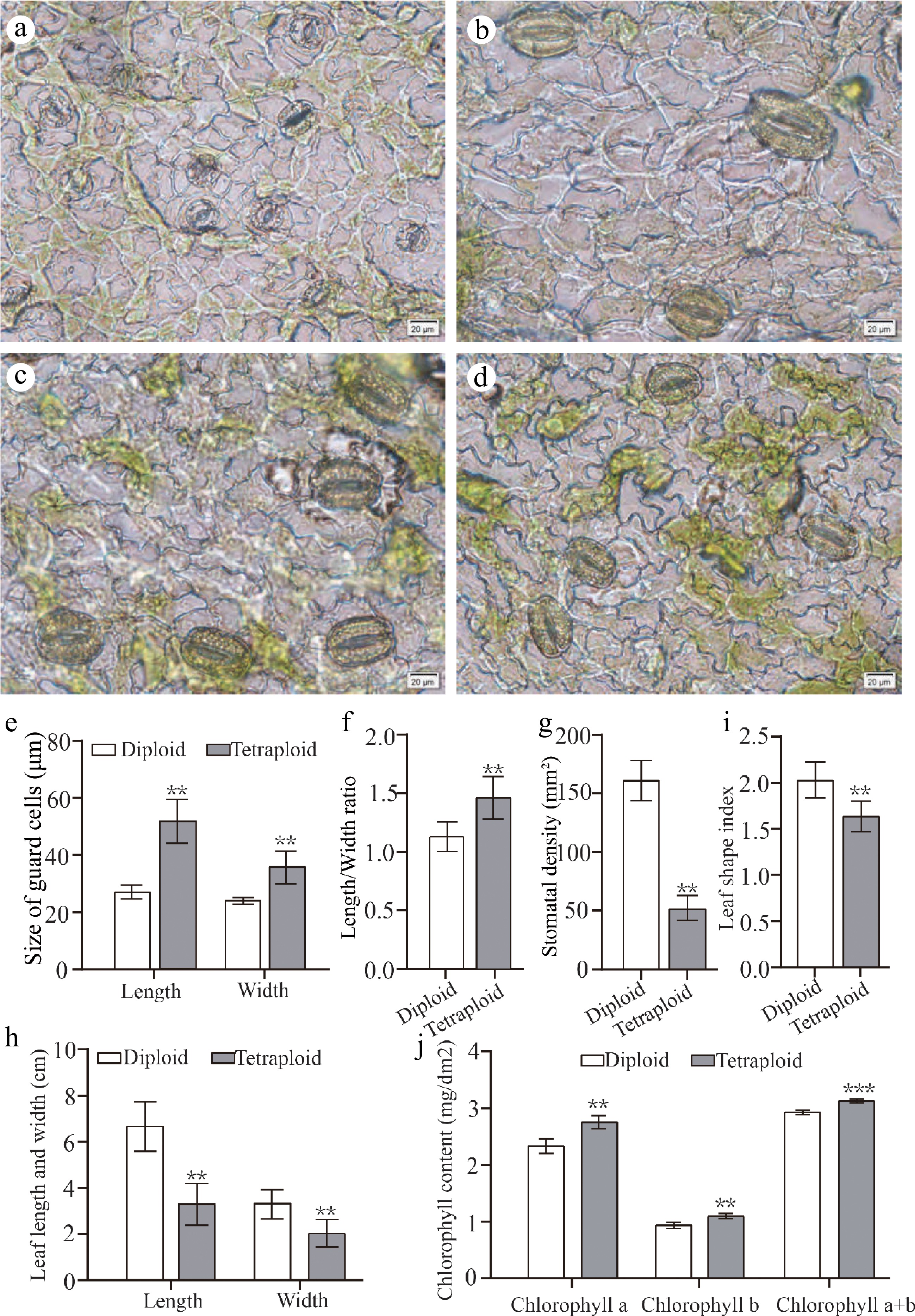 Induction and characterization of tetraploid pear from the seeds of ...