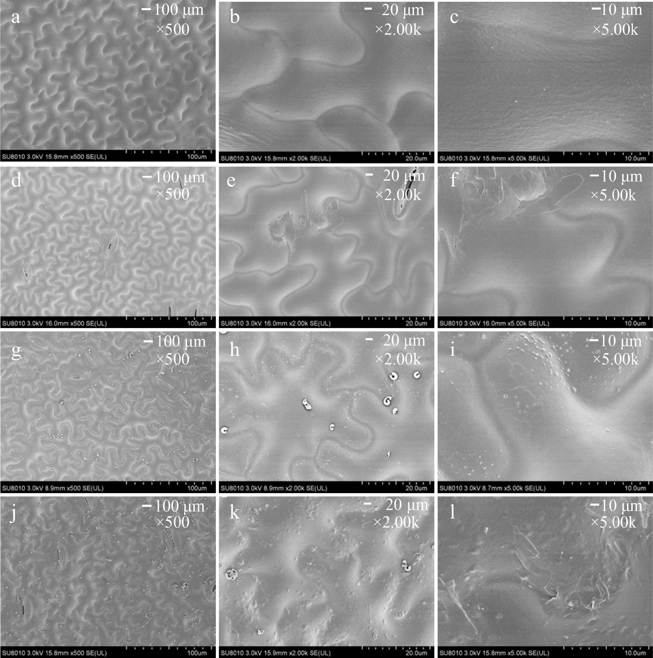 Induction and characterization of tetraploid pear from the seeds of ...