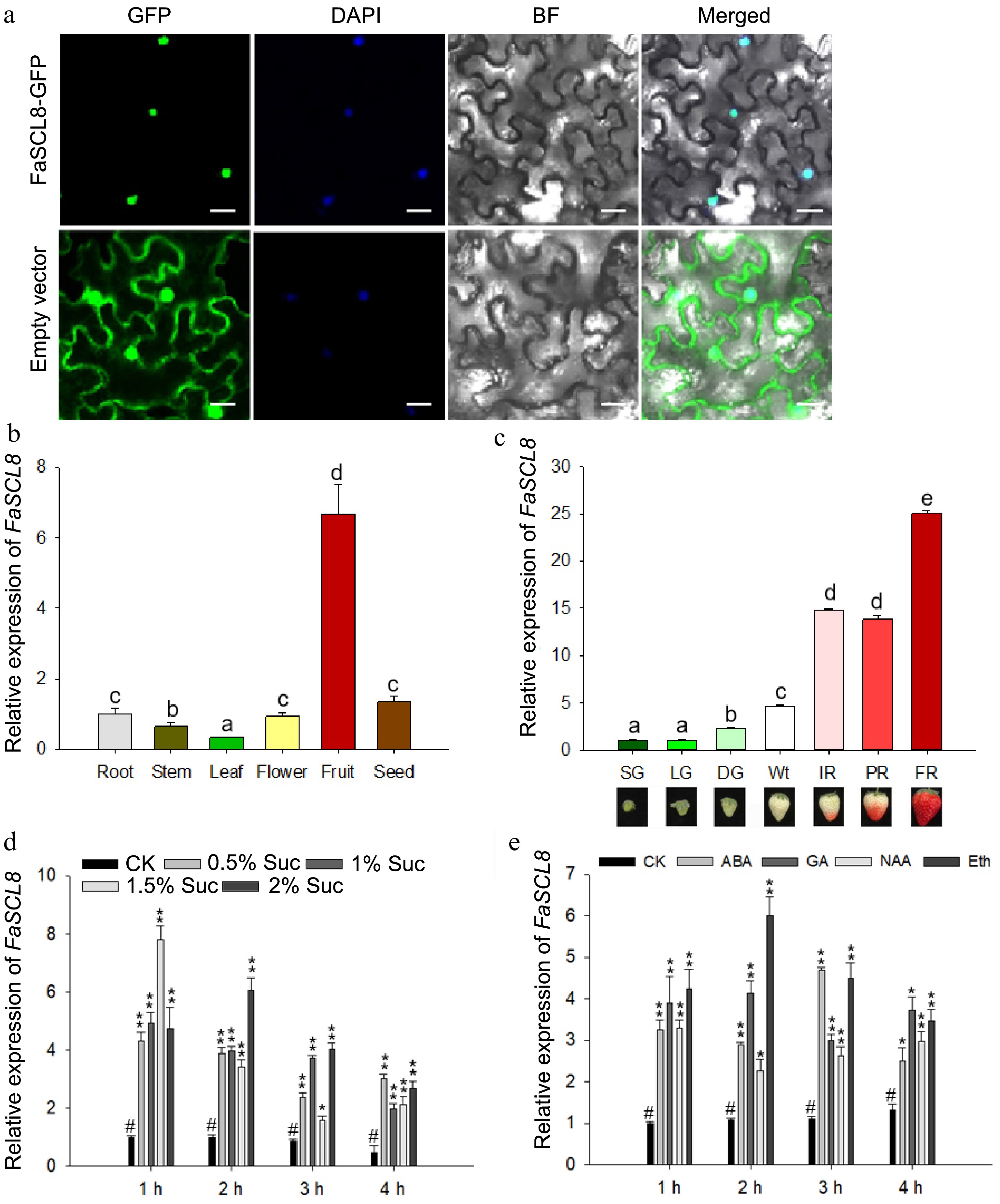 GRAS family transcription factor FaSCL8 regulates FaVPT1 expression ...