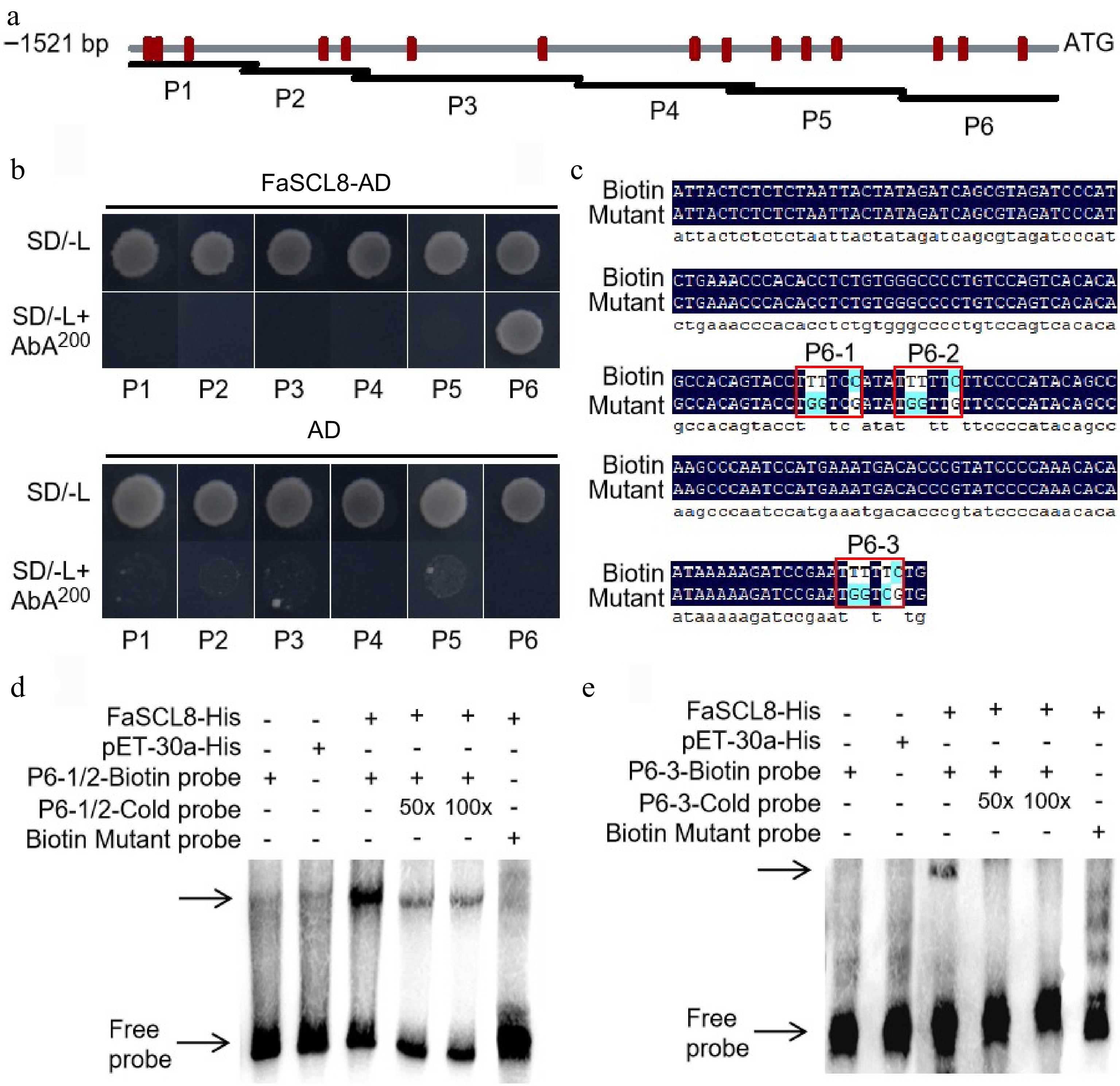 GRAS family transcription factor FaSCL8 regulates FaVPT1 expression ...
