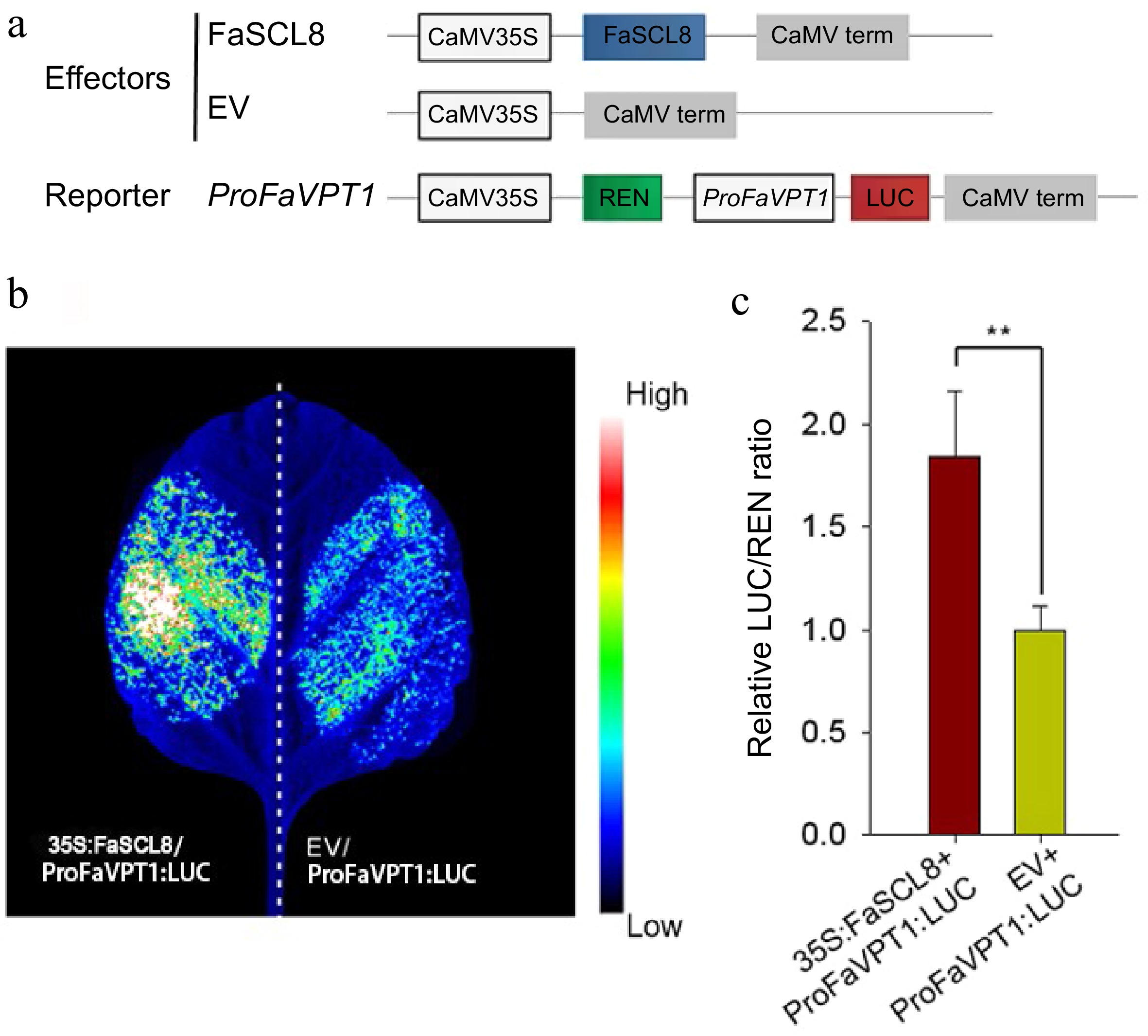 GRAS family transcription factor FaSCL8 regulates FaVPT1 expression ...