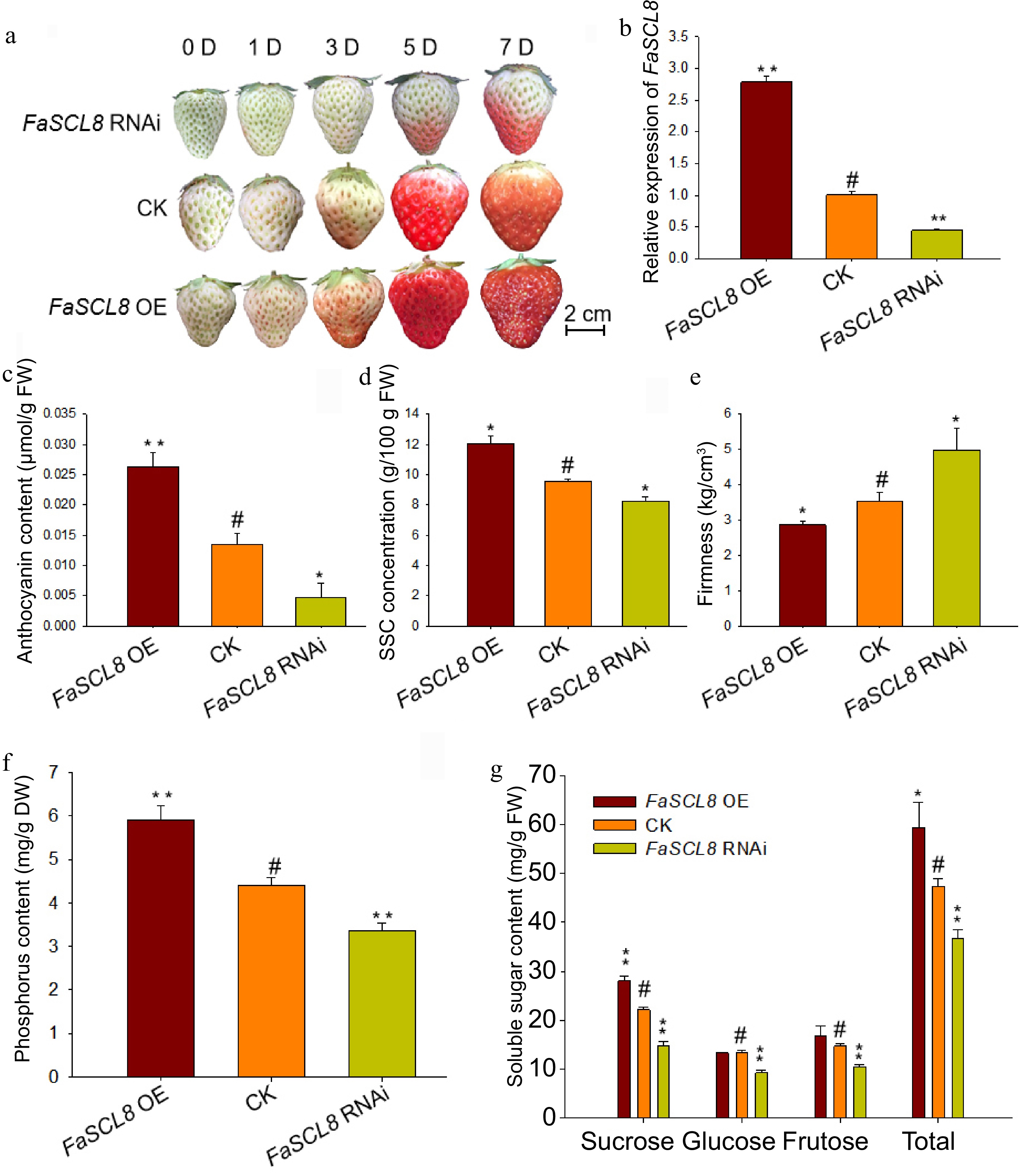 GRAS family transcription factor FaSCL8 regulates FaVPT1 expression ...