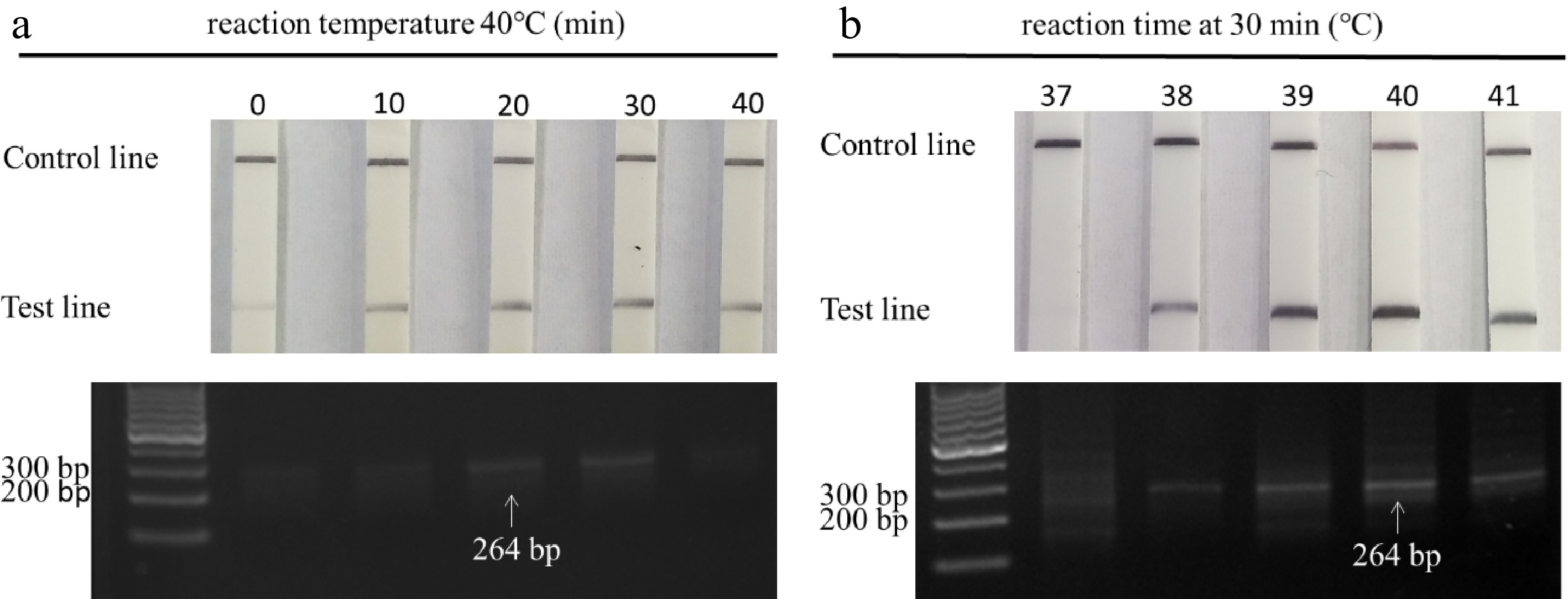 Rapid detection of apple stem grooving virus from reverse transcription ...