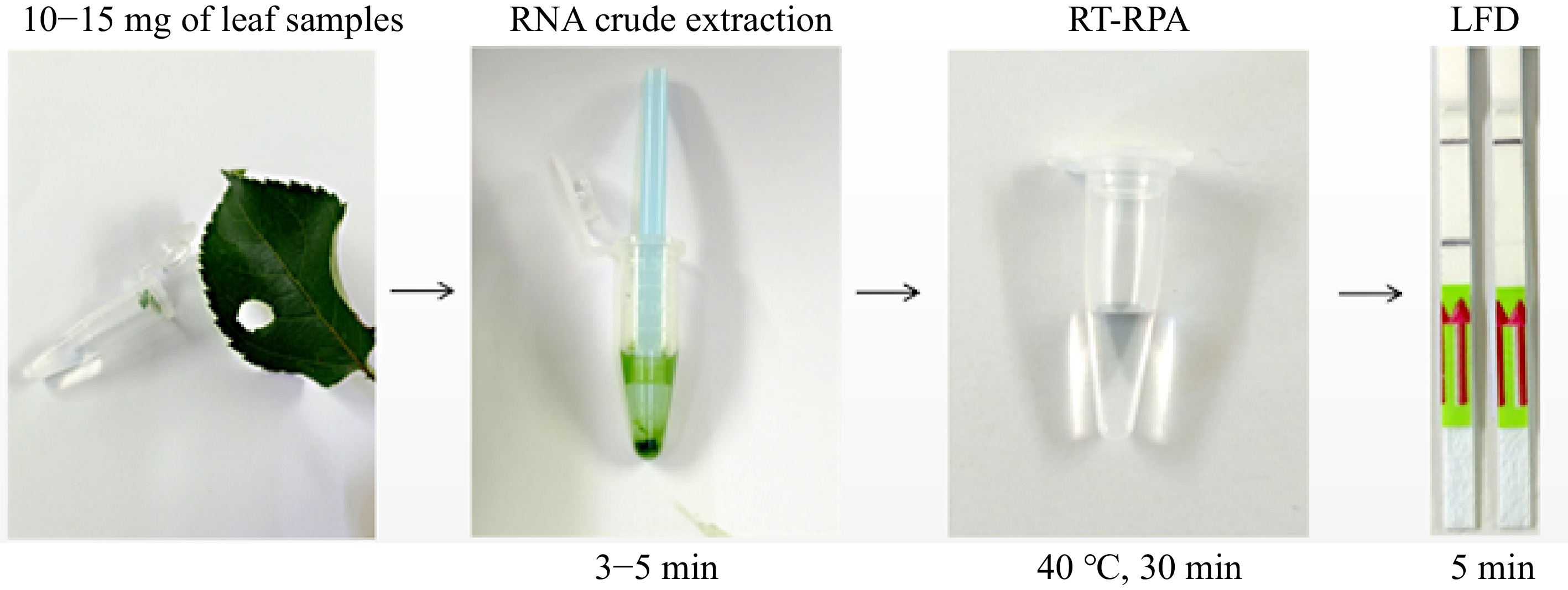 Rapid detection of apple stem grooving virus from reverse transcription recombinase polymerase ...