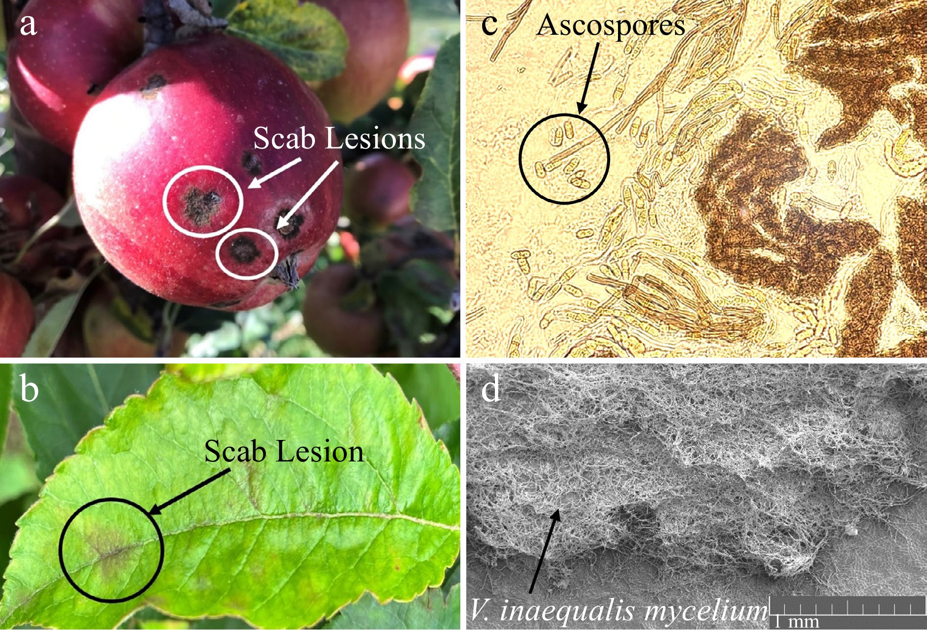 Is it feasible to use mixed orchards to manage apple scab?