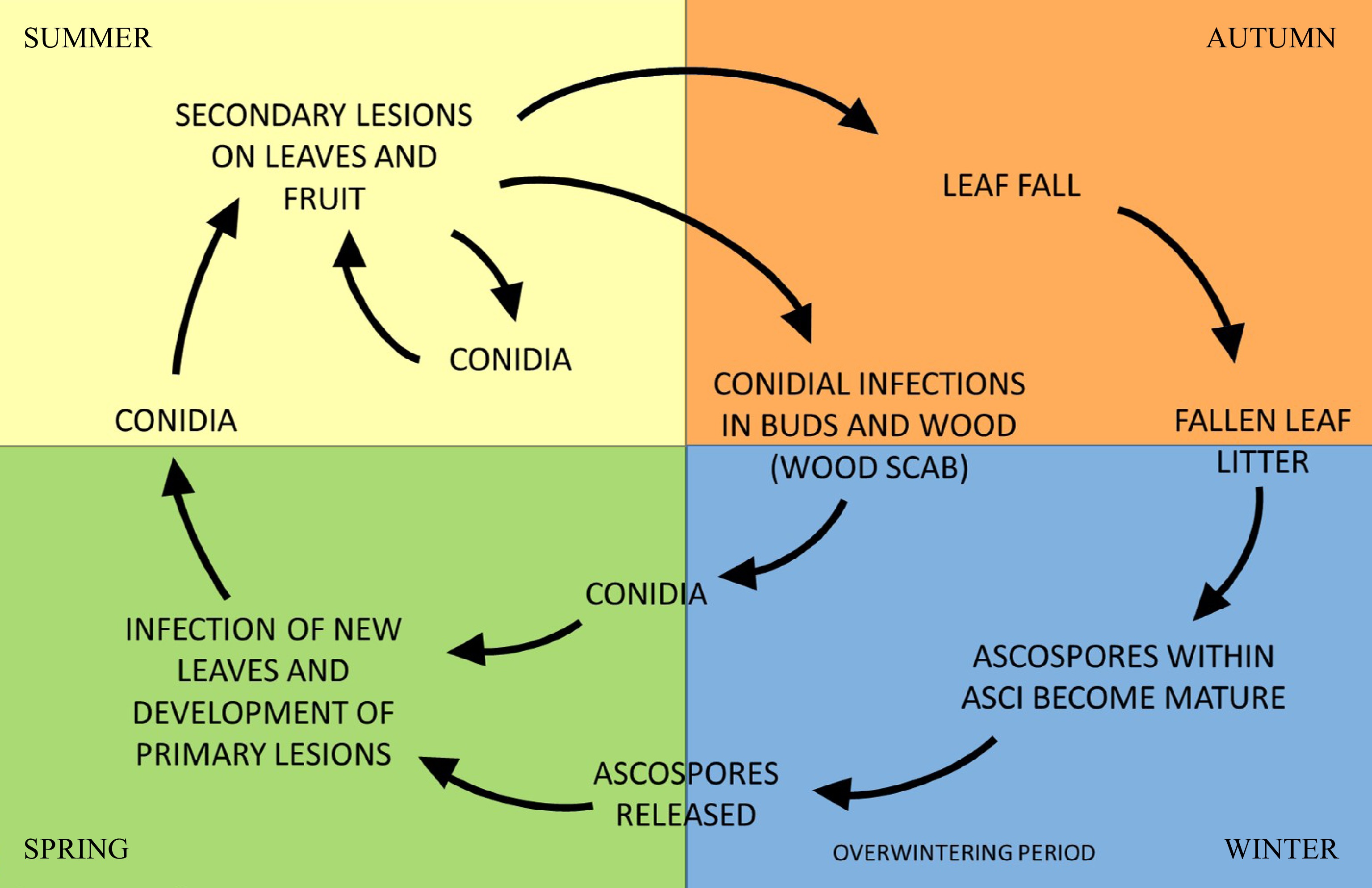 Is it feasible to use mixed orchards to manage apple scab?