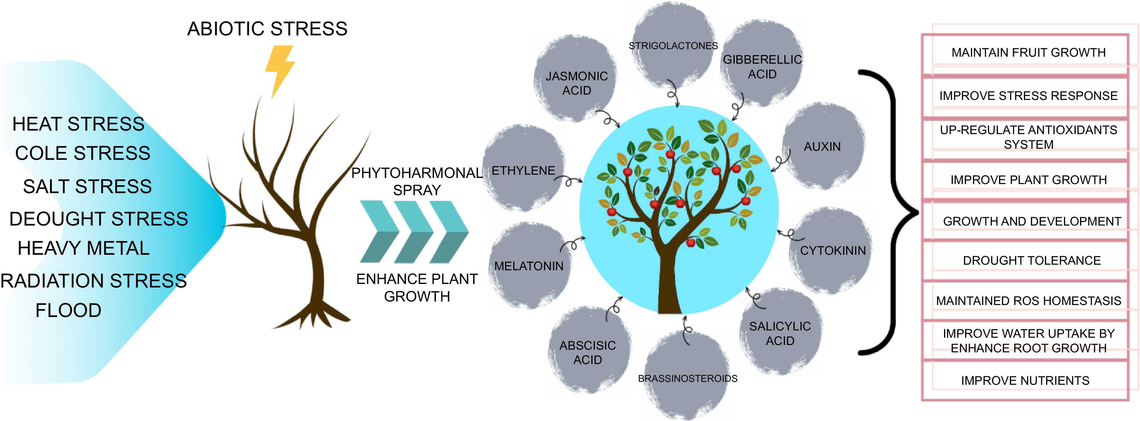 Fruit crop abiotic stress management a comprehensive review of plant ...