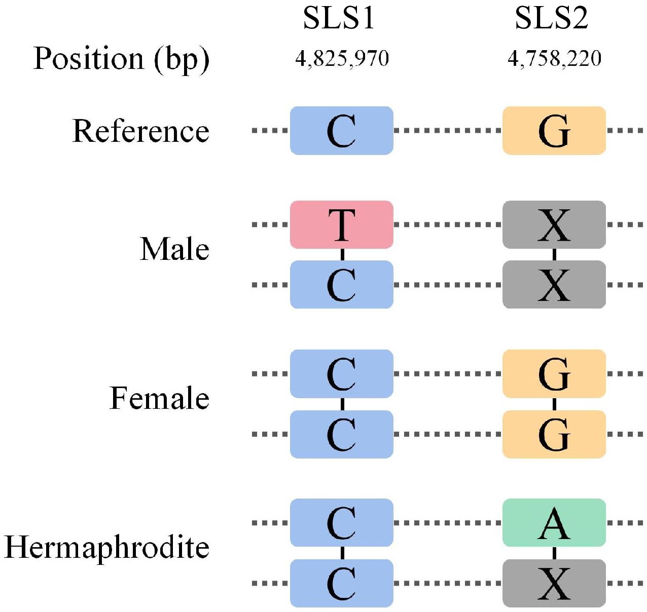 Identification Of Sex Determination Locus And Development Of Marker