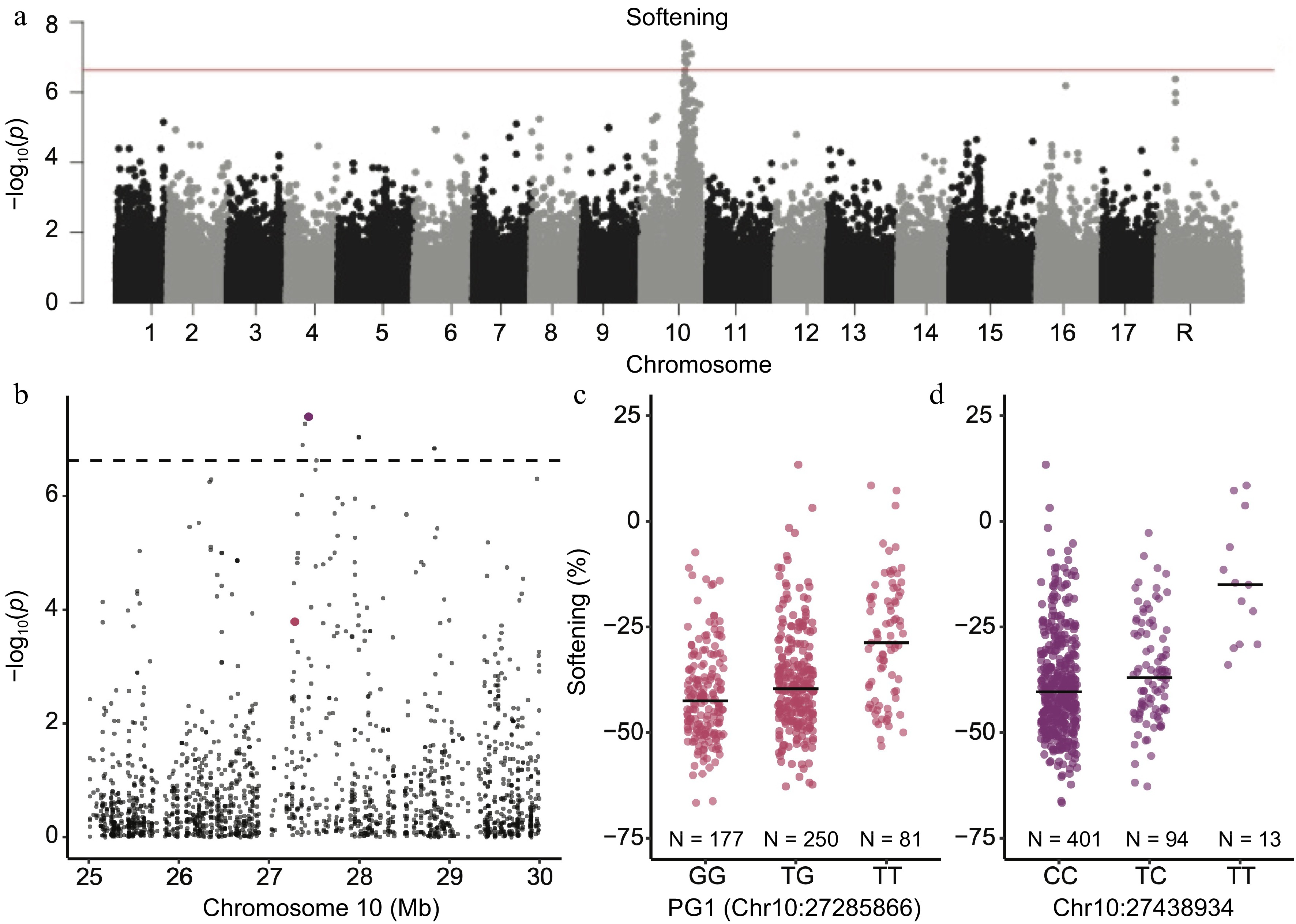 Large-scale apple GWAS reveals NAC18.1 as a master regulator of ripening traits