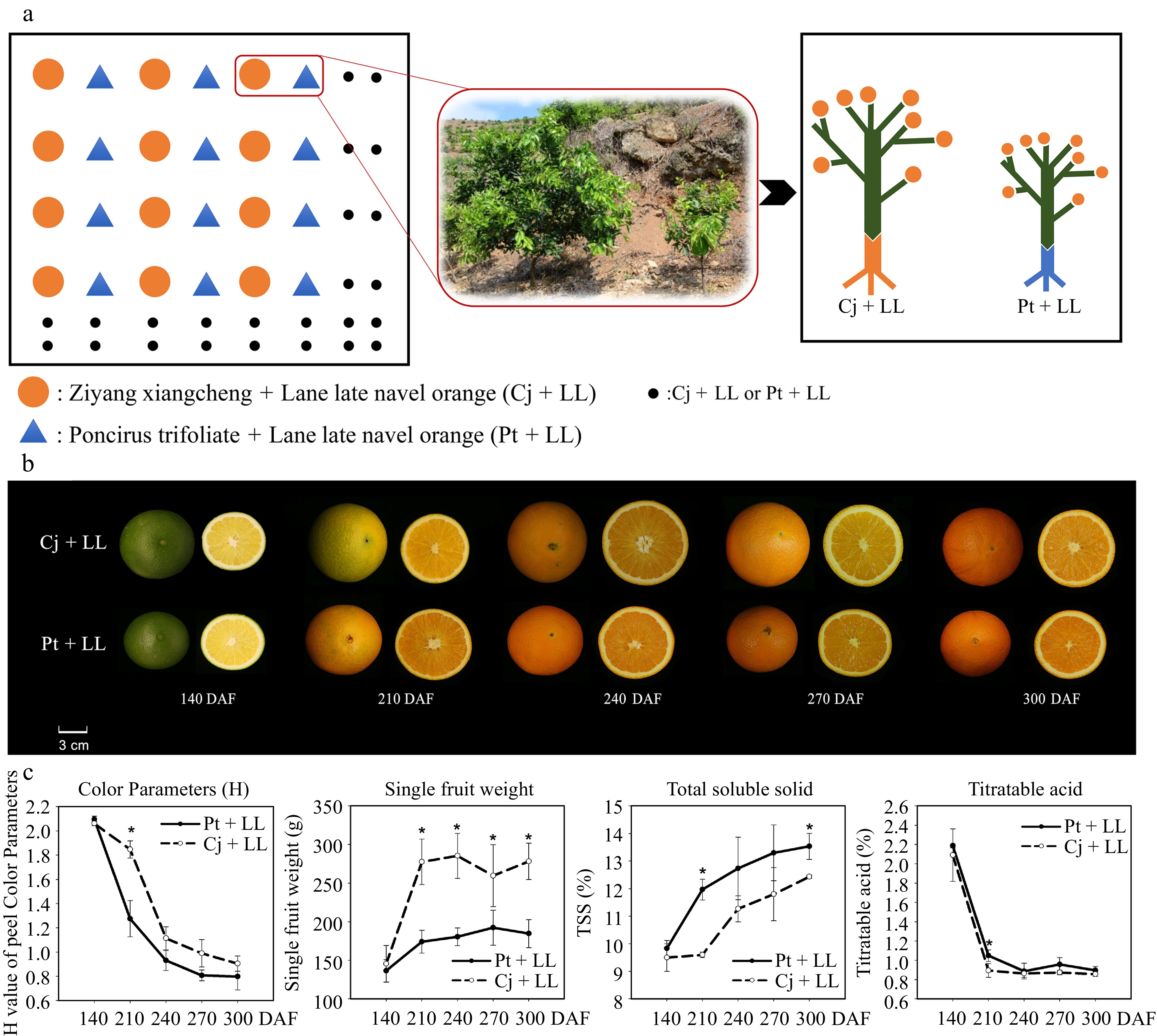 Comprehensive analysis provides insights into Ziyang xiangcheng ( Citrus junos Sieb.) tolerance ...
