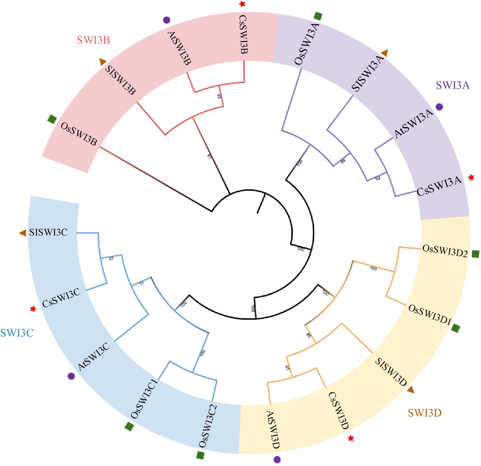 SWI3 subunits of SWI/SNF complexes in Sweet Orange ( Citrus sinensis ...