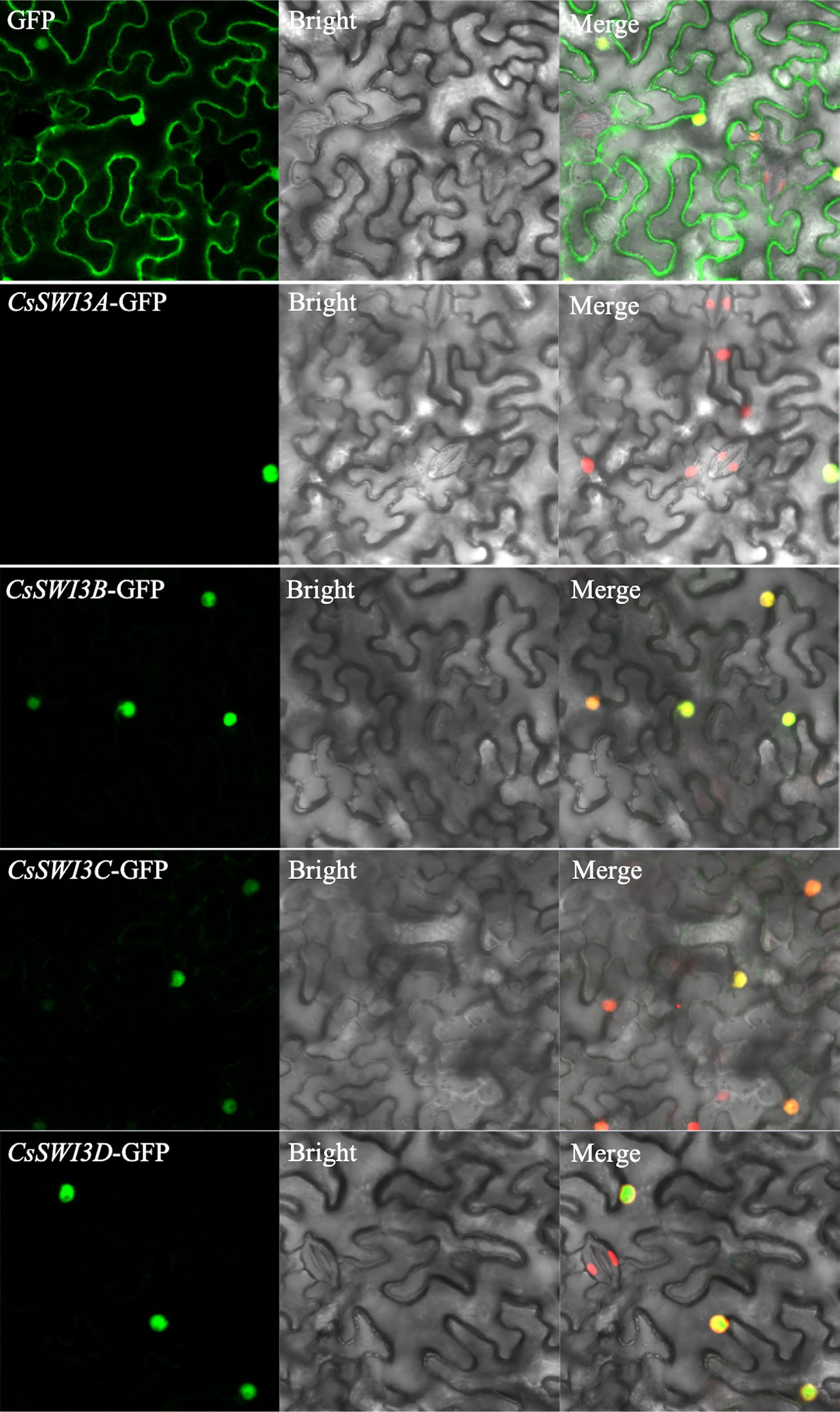SWI3 subunits of SWI/SNF complexes in Sweet Orange ( Citrus sinensis ...