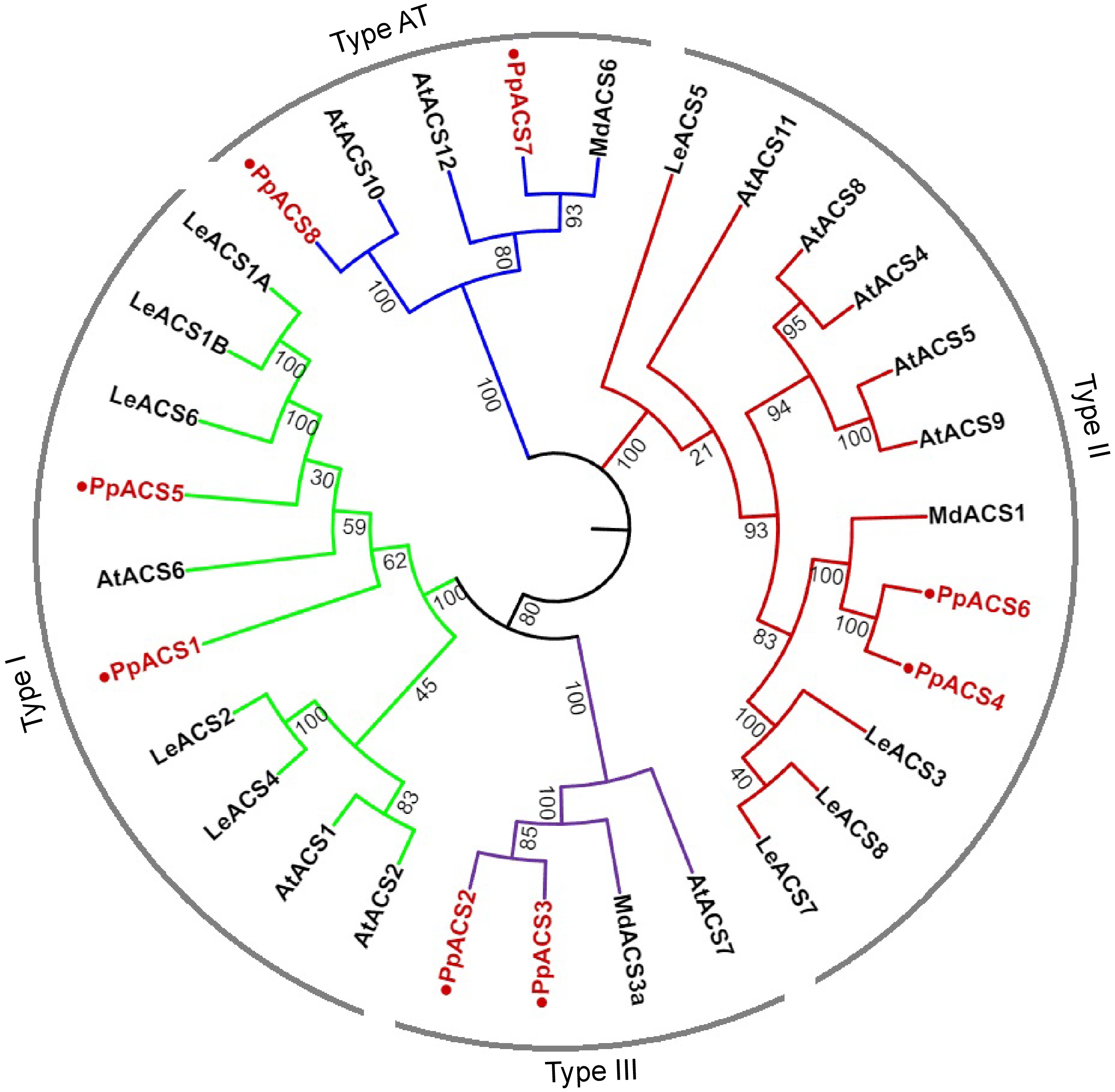 Genome-wide identification and expression pattern analysis of the ACS ...