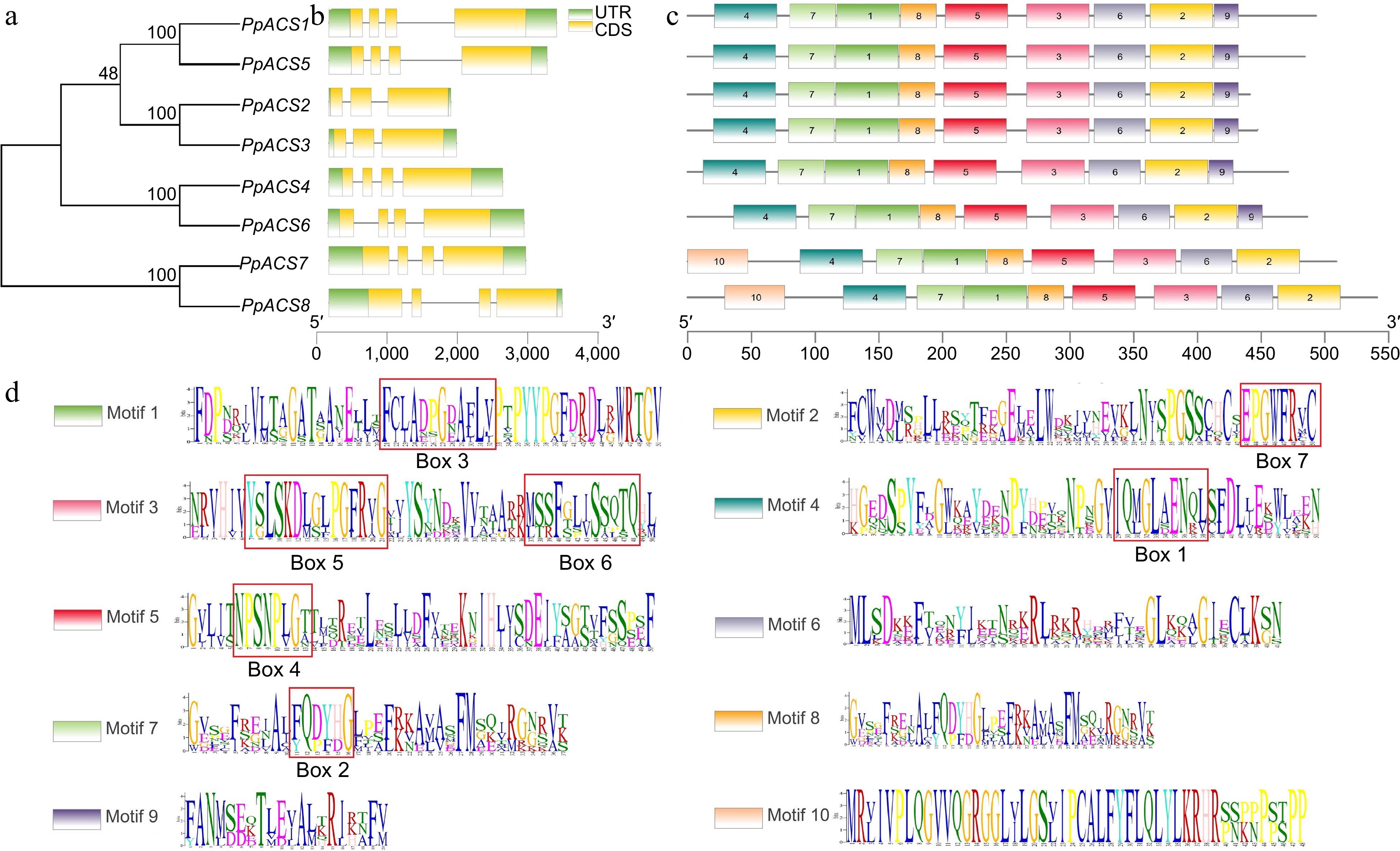 Genome-wide identification and expression pattern analysis of the ACS ...