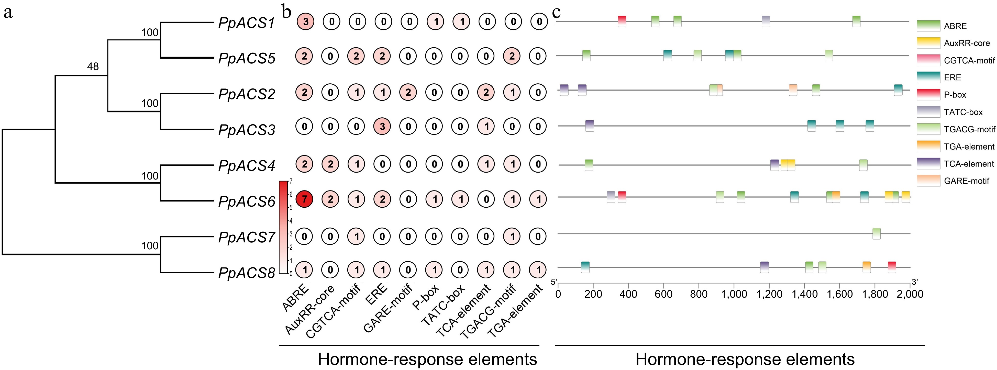 Genome-wide identification and expression pattern analysis of the ACS ...