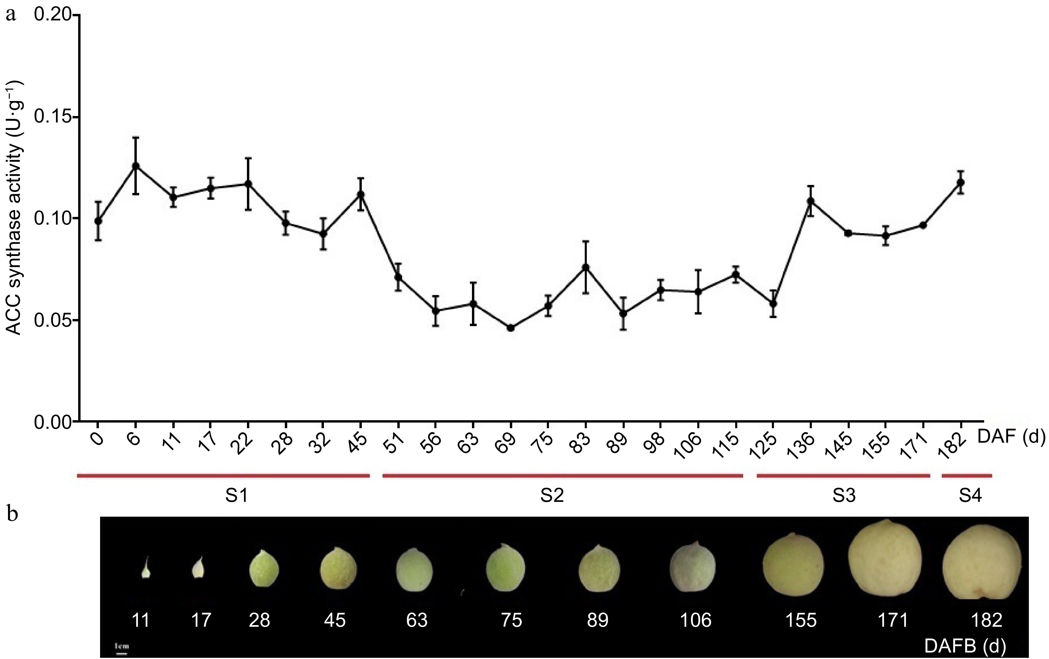 Genome-wide identification and expression pattern analysis of the ACS ...