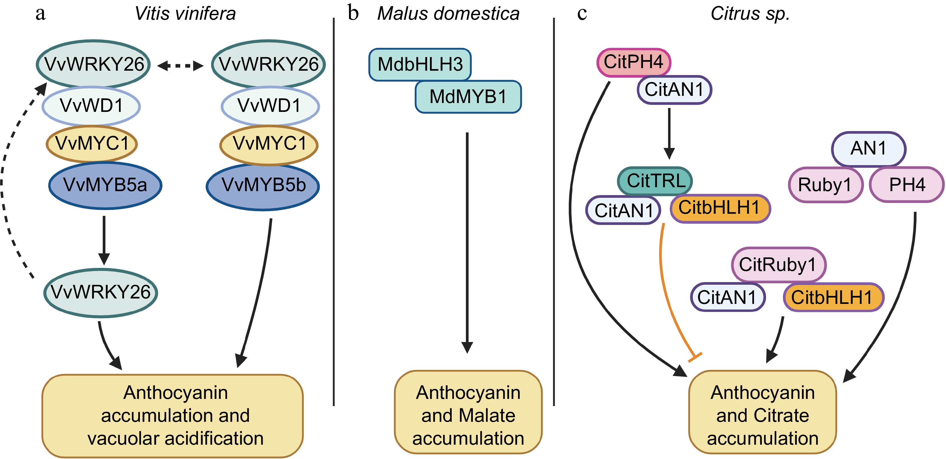 Transcriptional co-regulation of anthocyanin accumulation and acidity in fruits