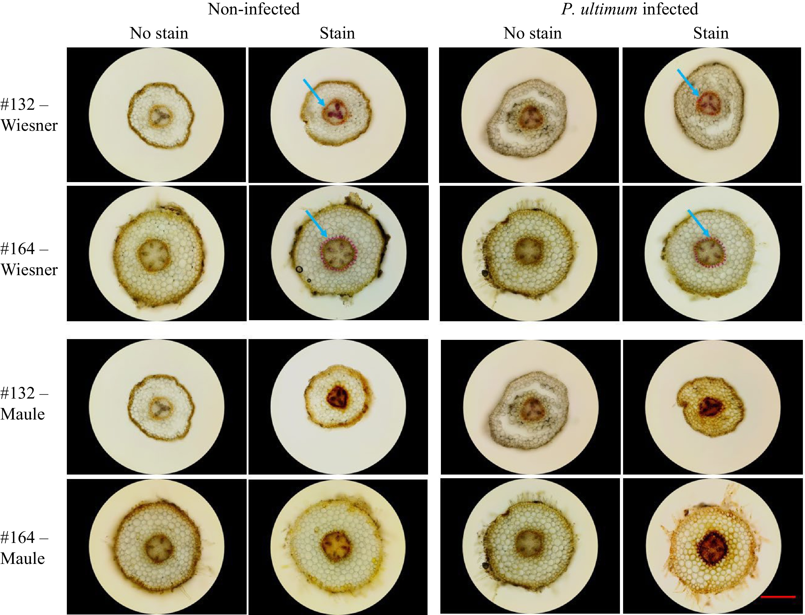 Microscopic features of lignin deposition patterns in young apple roots ...
