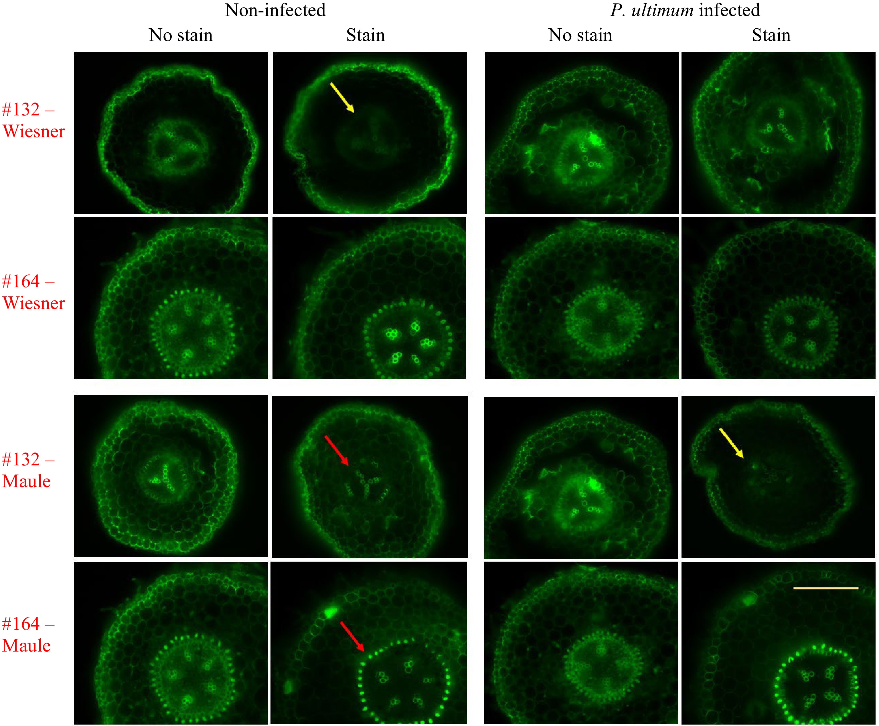 Microscopic features of lignin deposition patterns in young apple roots ...