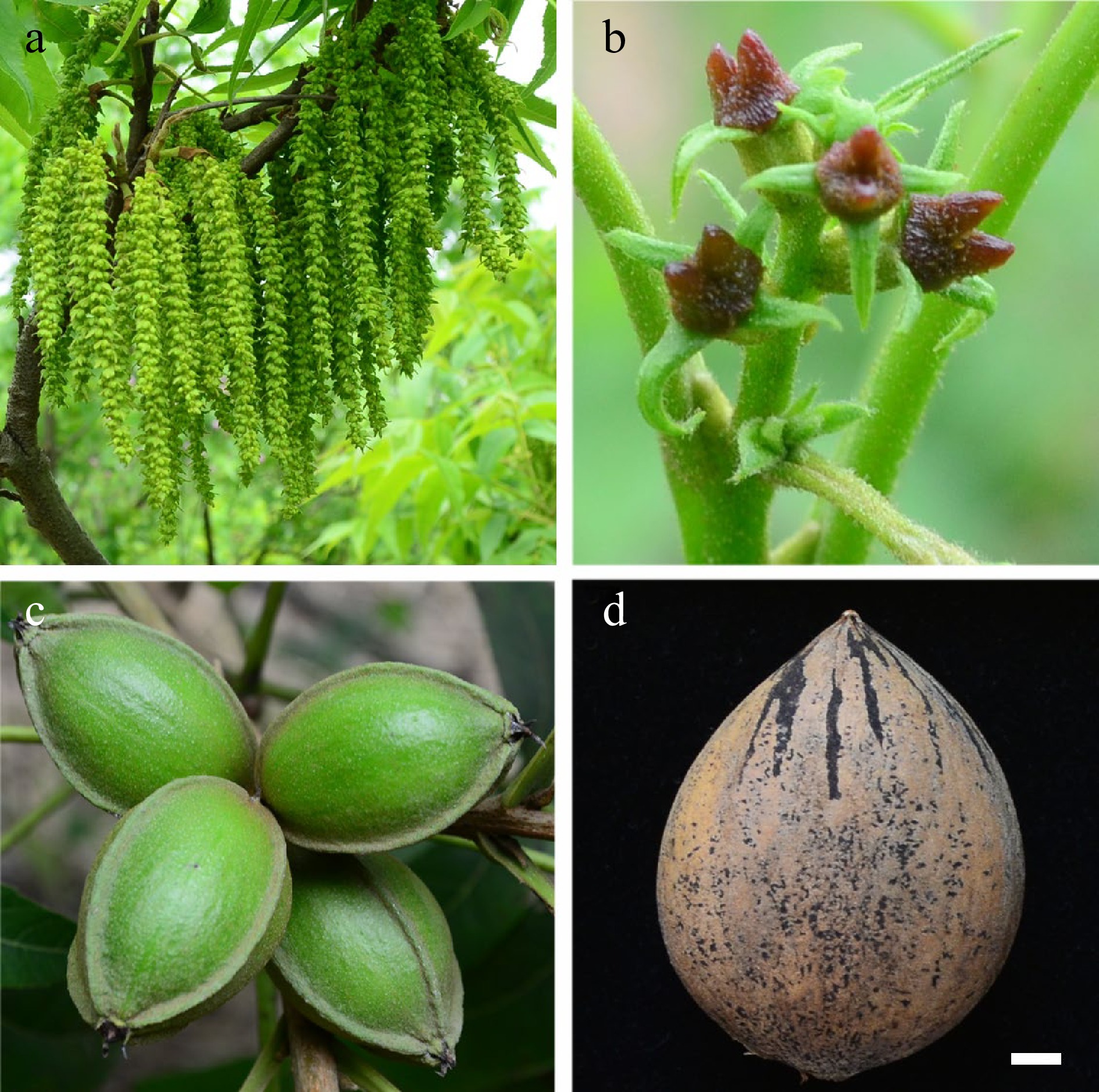 Chloroplast genome sequencing of Carya Illinoinensis cv. Xinxuan-4, a ...