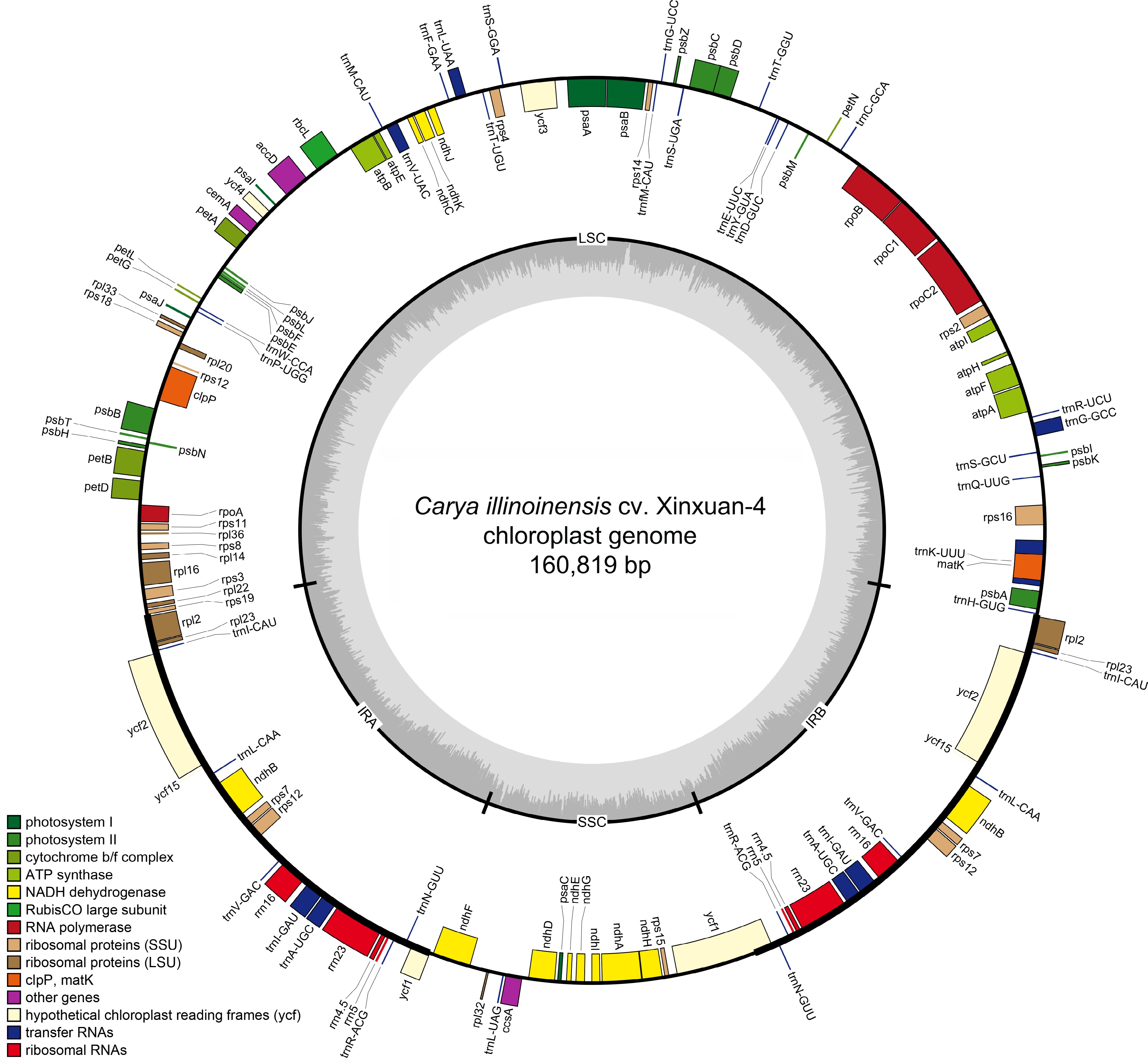 Chloroplast genome sequencing of Carya Illinoinensis cv. Xinxuan-4, a ...