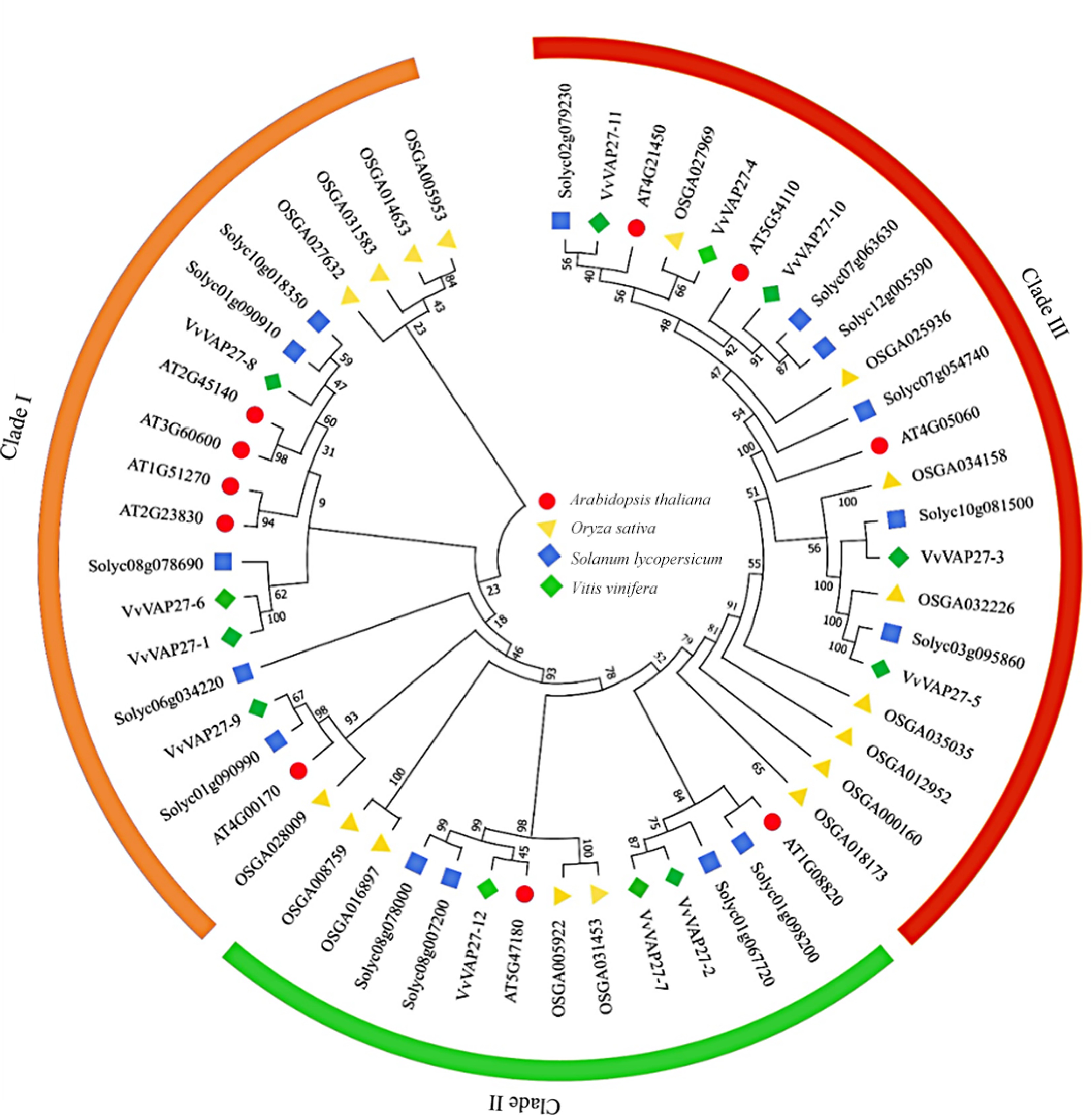 Identification and characterization of grape VAP27 gene family and ...