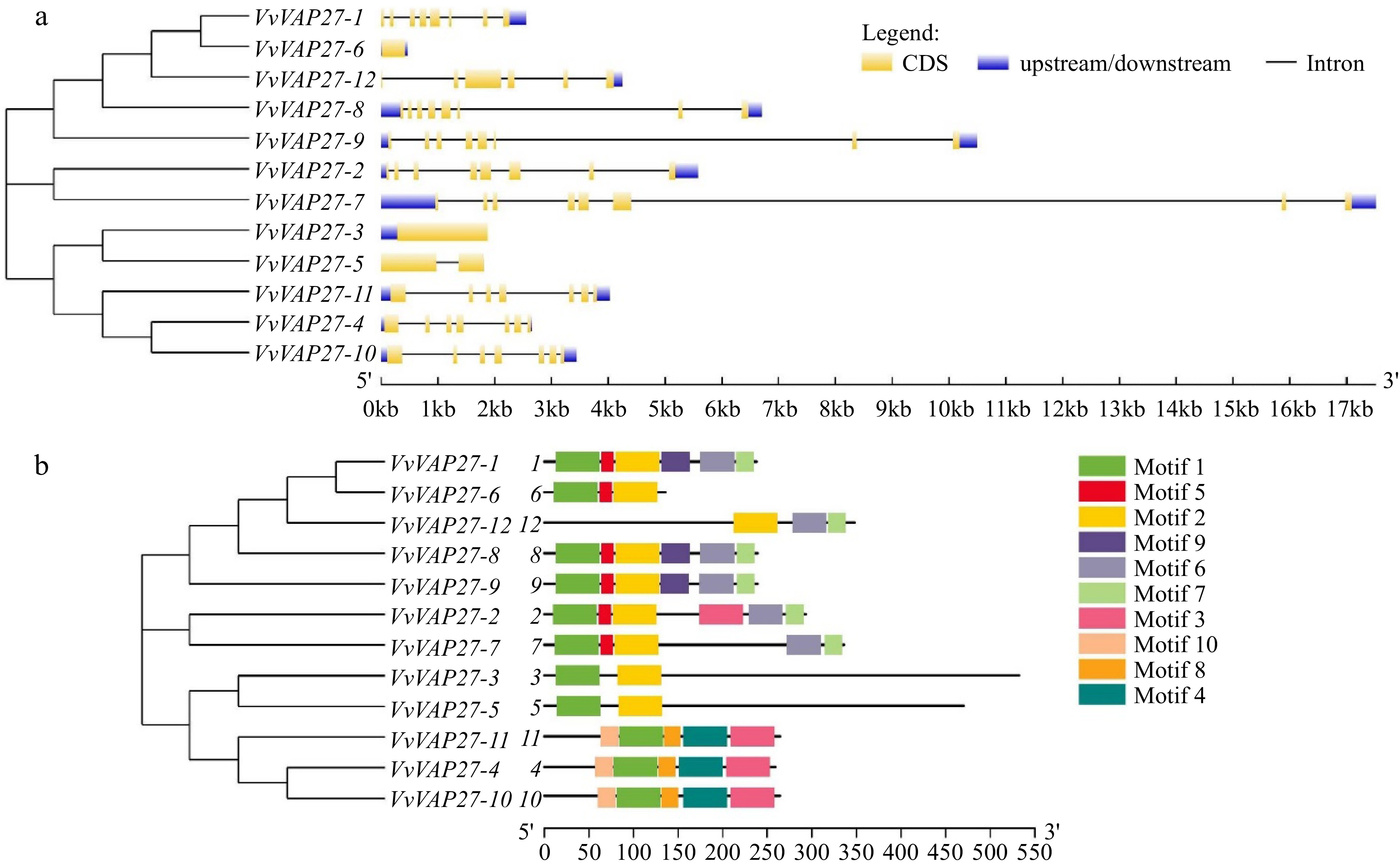 Identification and characterization of grape VAP27 gene family and ...