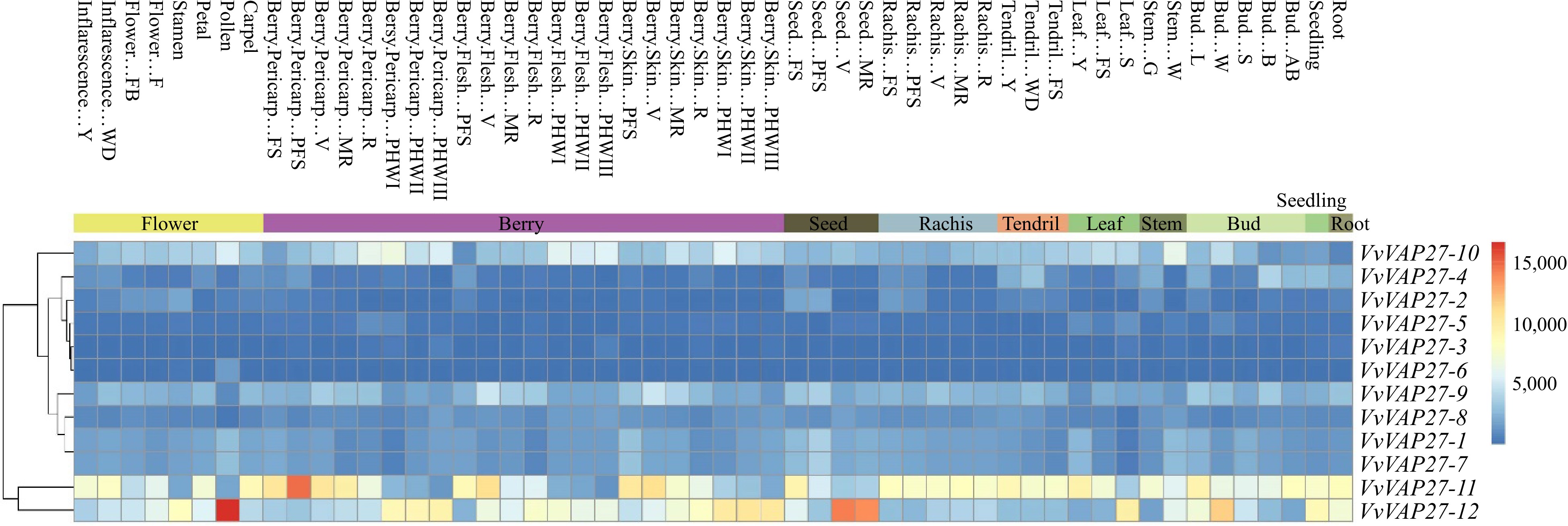 Identification and characterization of grape VAP27 gene family and ...