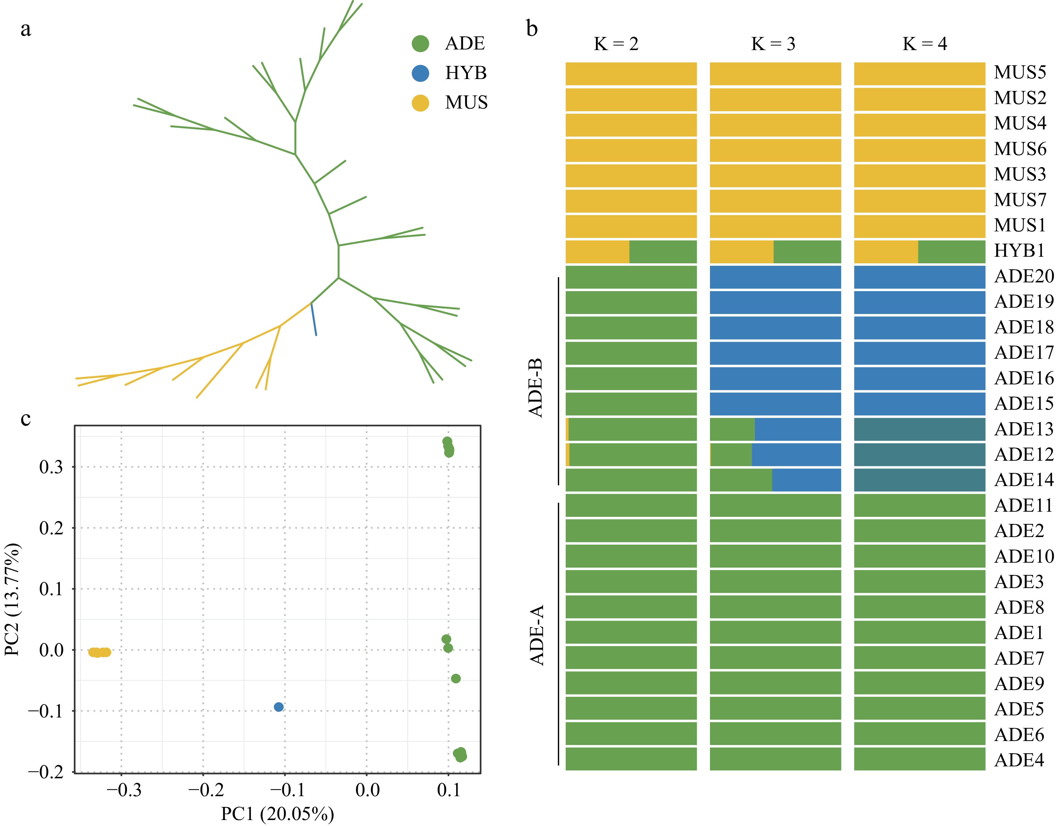 Genomic signals of divergence and hybridization between a wild grape ( Vitis adenoclada ) and ...