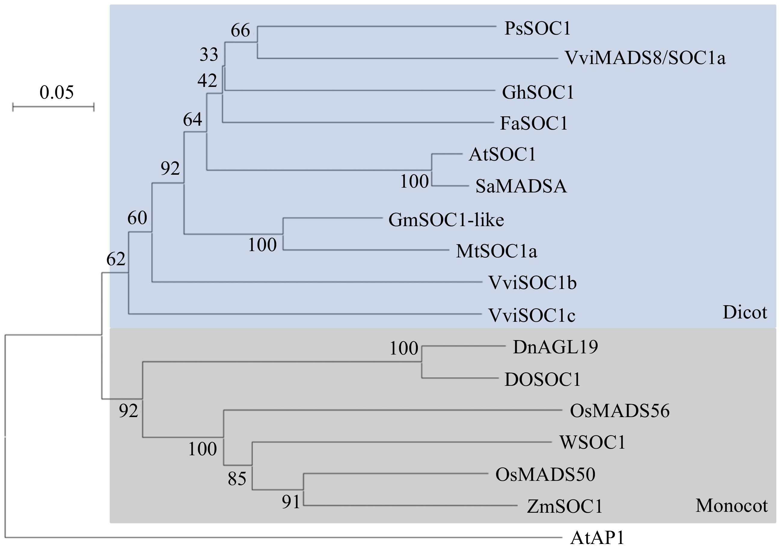The grapevine SOC1 homolog, VviMADS8/SOC1a, regulates floral organ ...