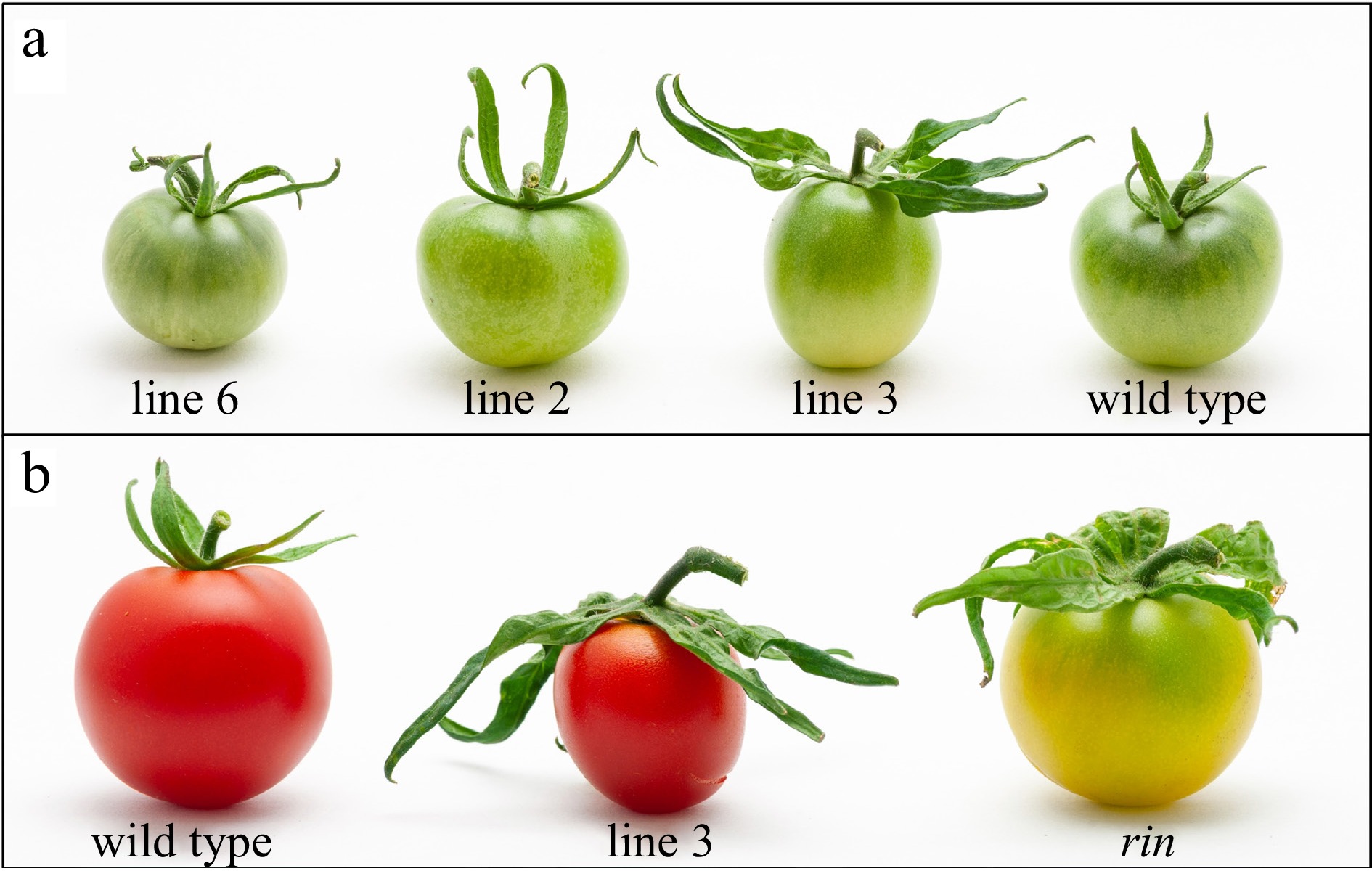 The grapevine SOC1 homolog, VviMADS8/SOC1a, regulates floral organ ...