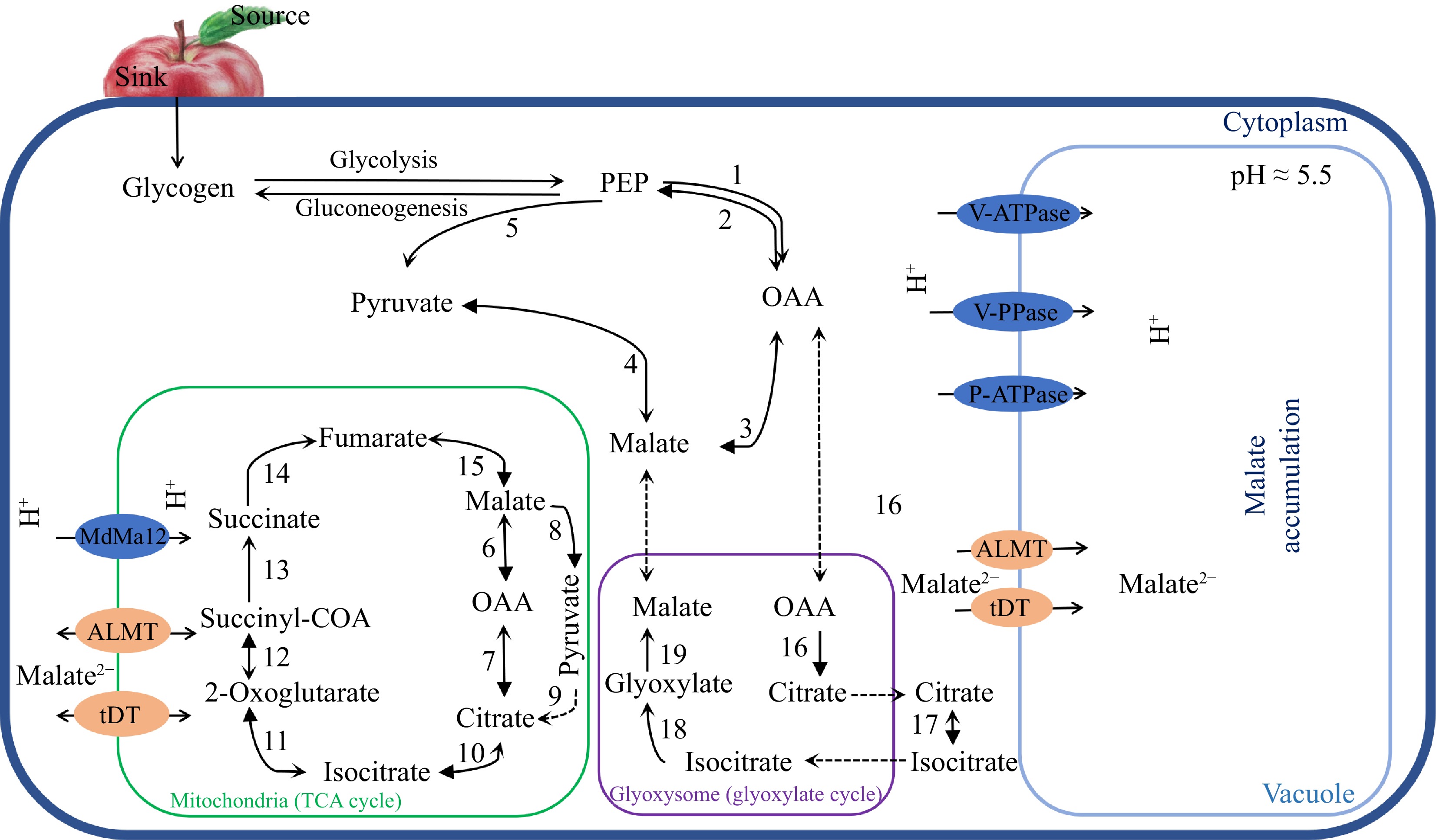 Accumulation and regulation of malate in fruit cells