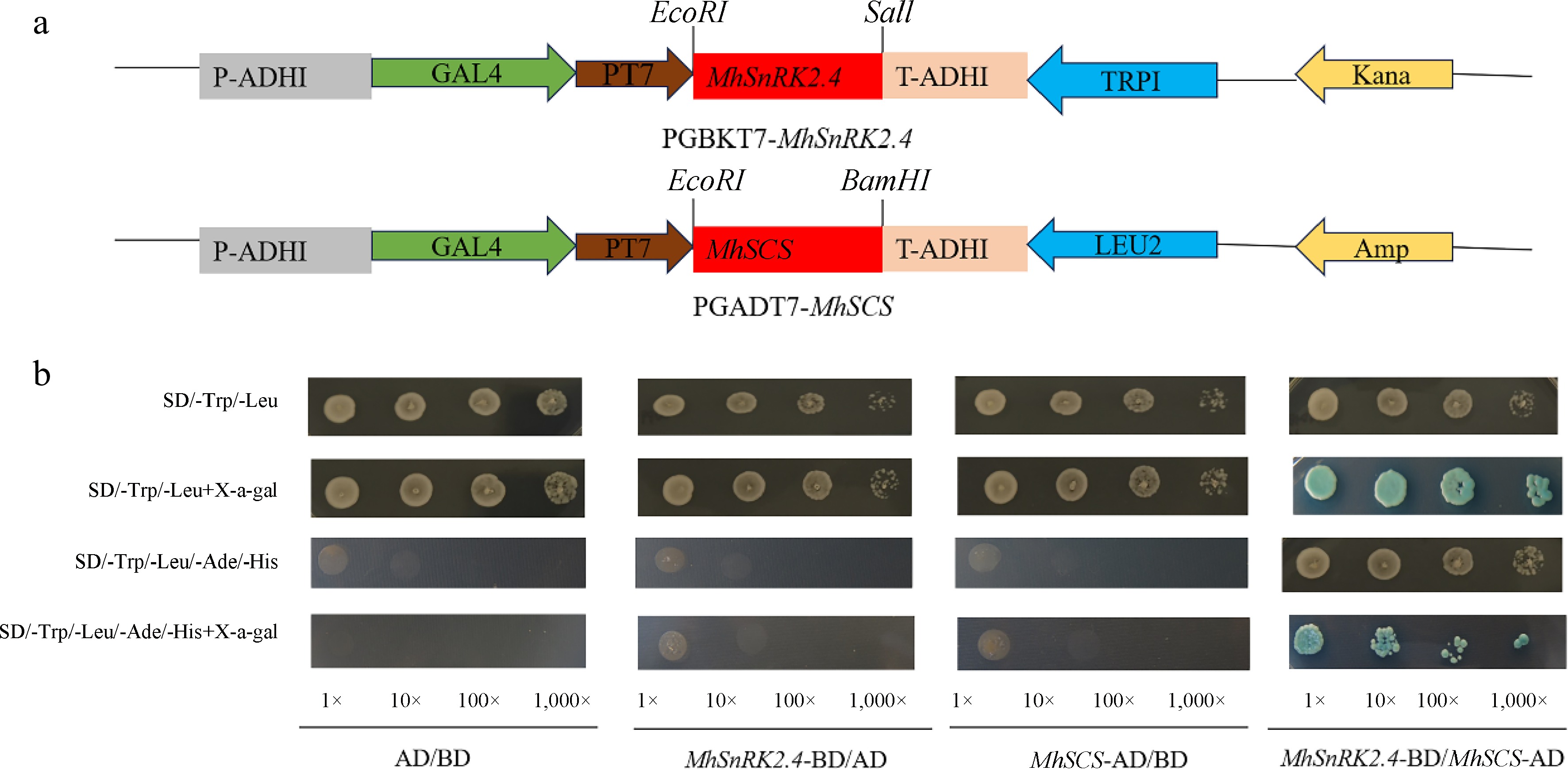 Functional identification of protein kinase MhSnRK2.4 involved in Fe ...