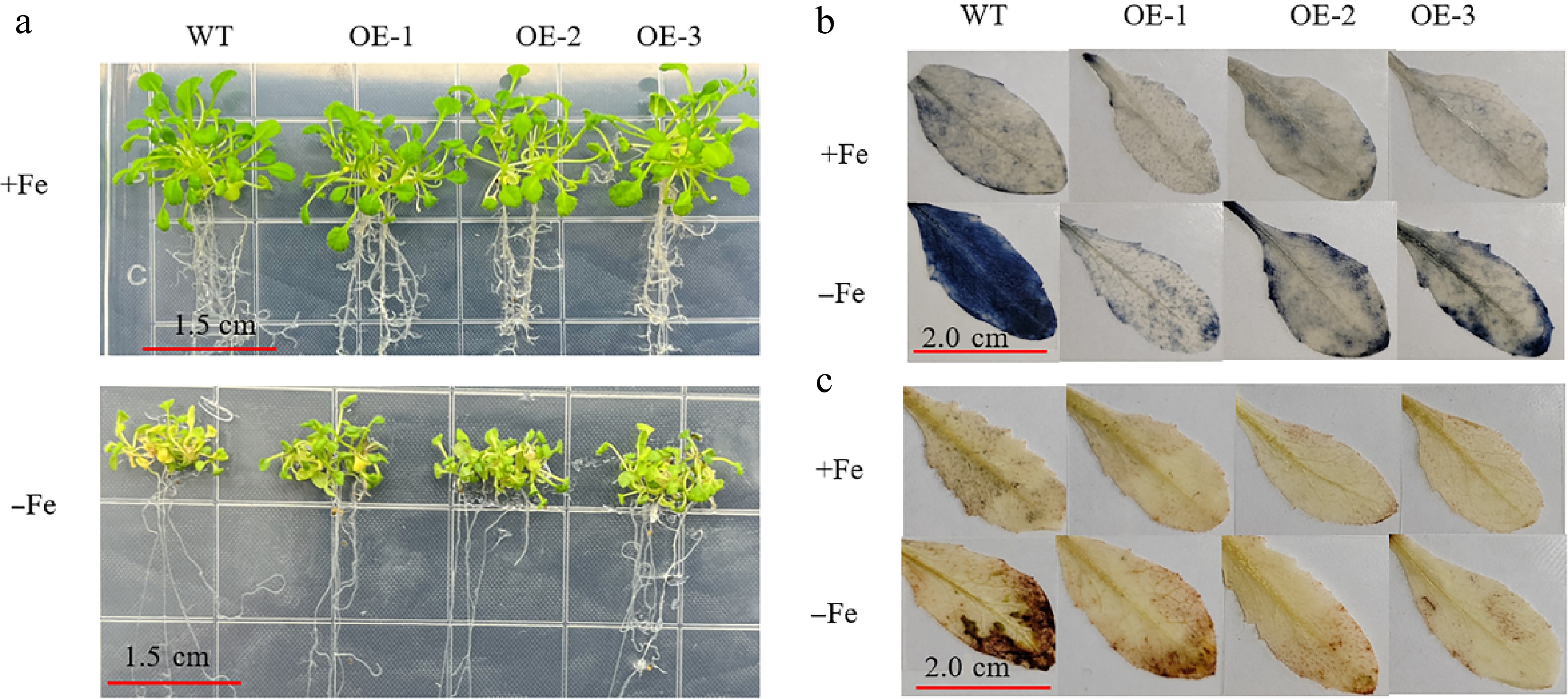 Functional identification of protein kinase MhSnRK2.4 involved in Fe ...