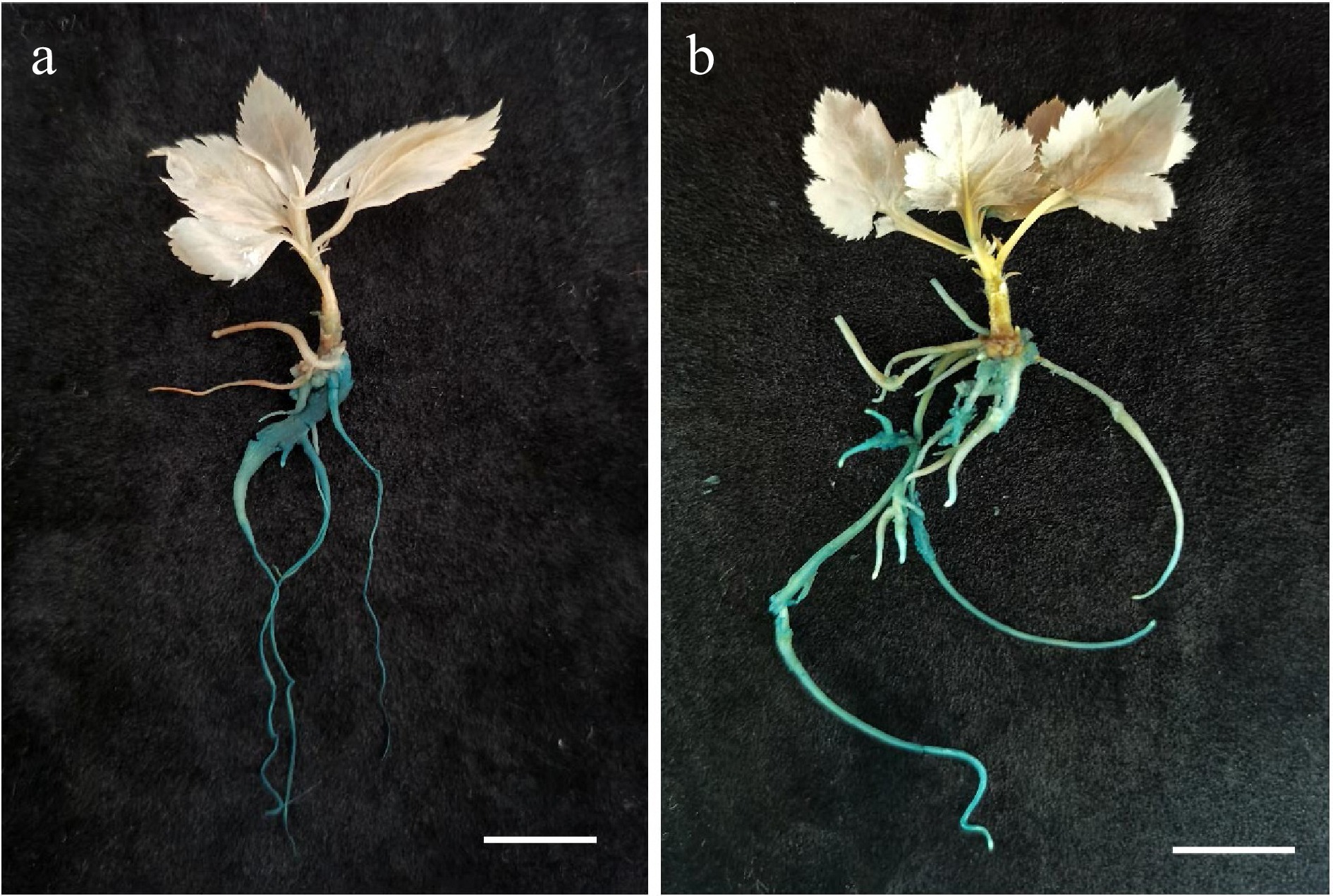 Improving the root system of apple rootstocks based on Agrobacterium ...
