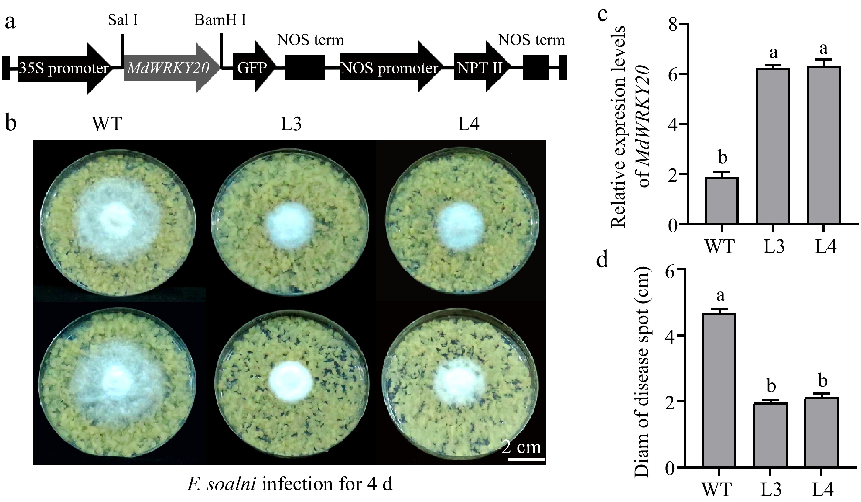 MdWRKY20 -MdPR1 module mediates resistance of apple to Fusarium solani