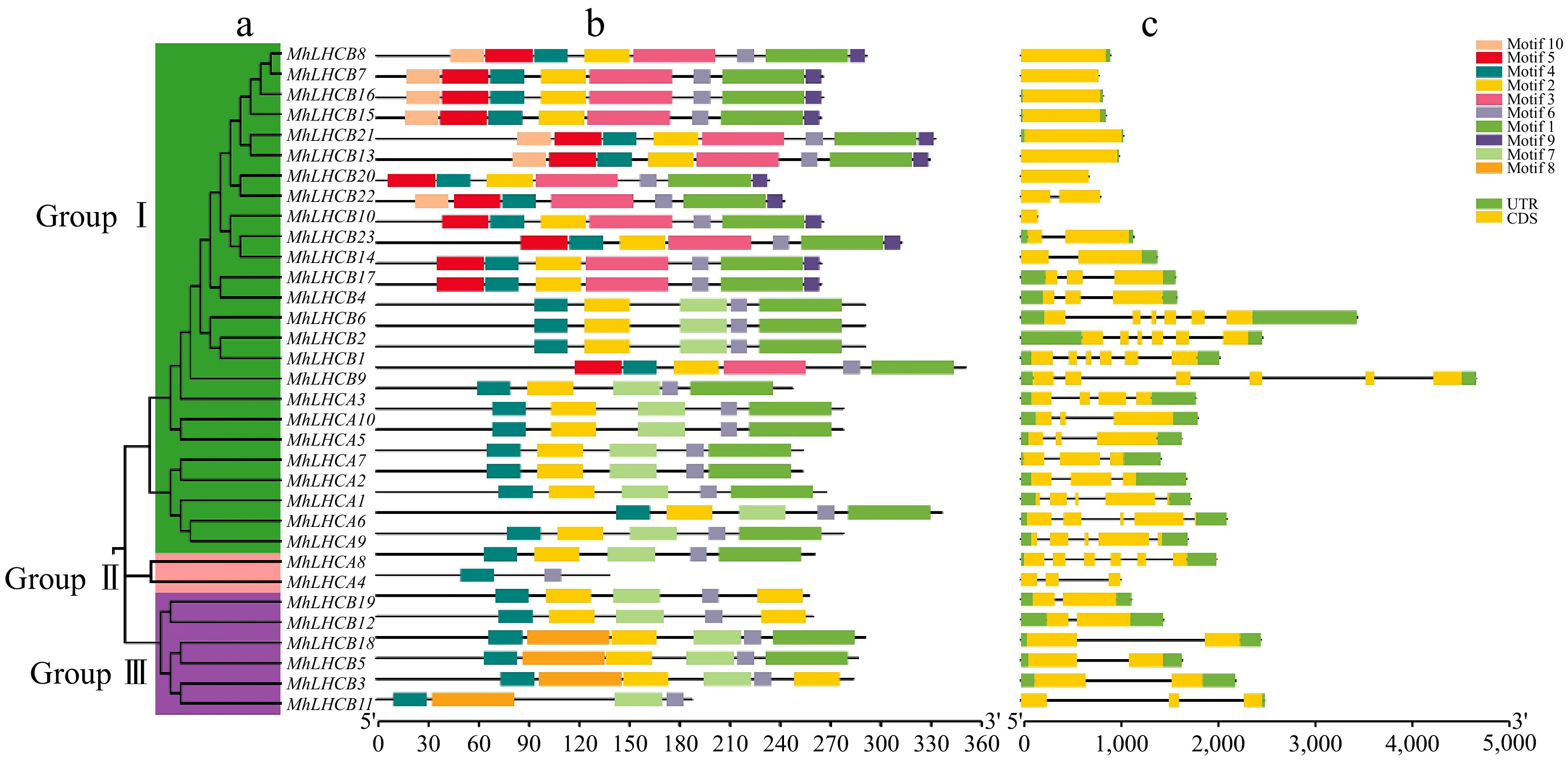 Identification of MhLHC gene family under iron (Fe) deficiency stress ...